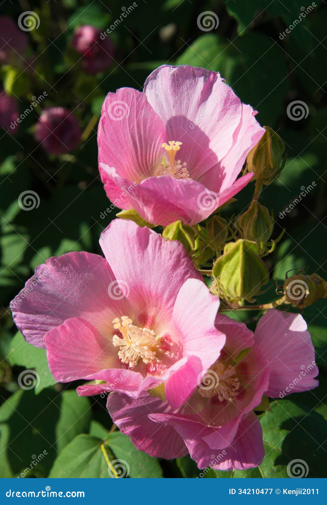 Flowers of Pink Confederate Rose Stock Image - Image of fresh, head ...