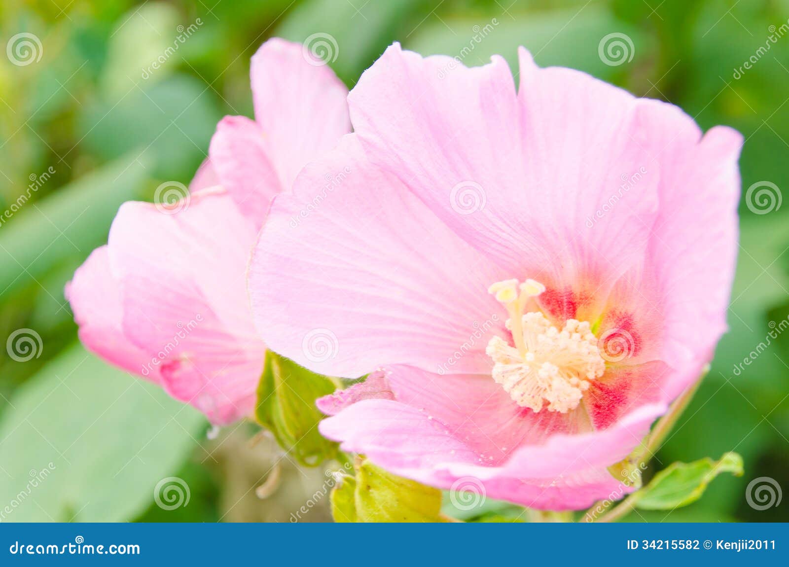 Flowers of Pink Confederate Rose Stock Photo - Image of sunshine, pink ...
