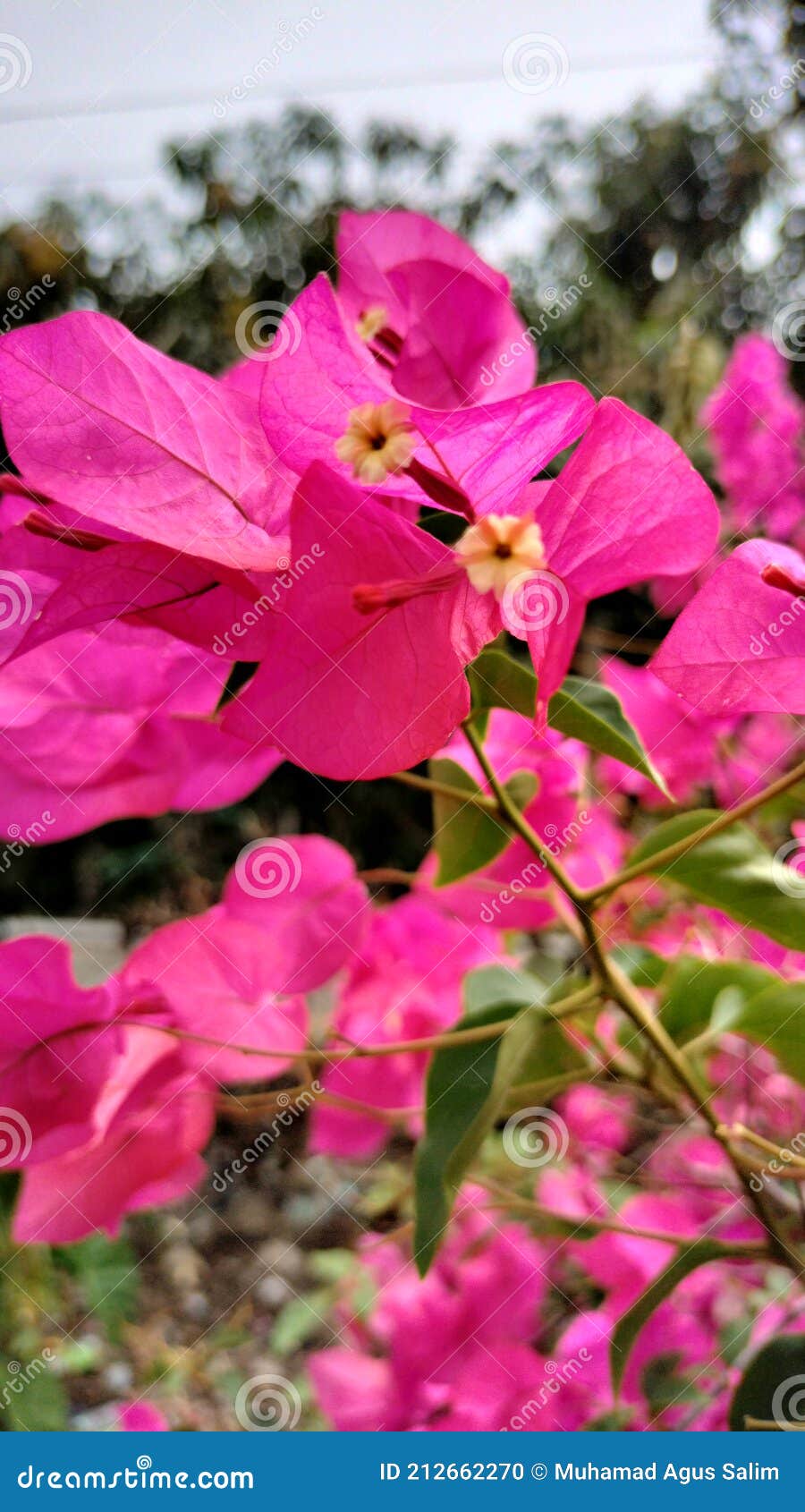 Flowers with pink contrast stock photo. Image of branch - 212662270