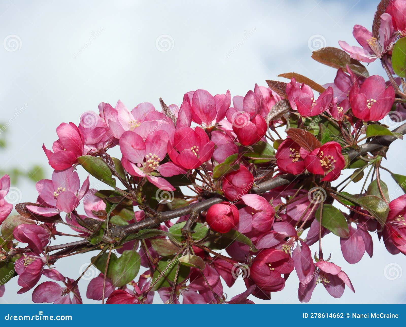 Flowers of Pink Crabapple Open in Springtime Stock Photo - Image of ...