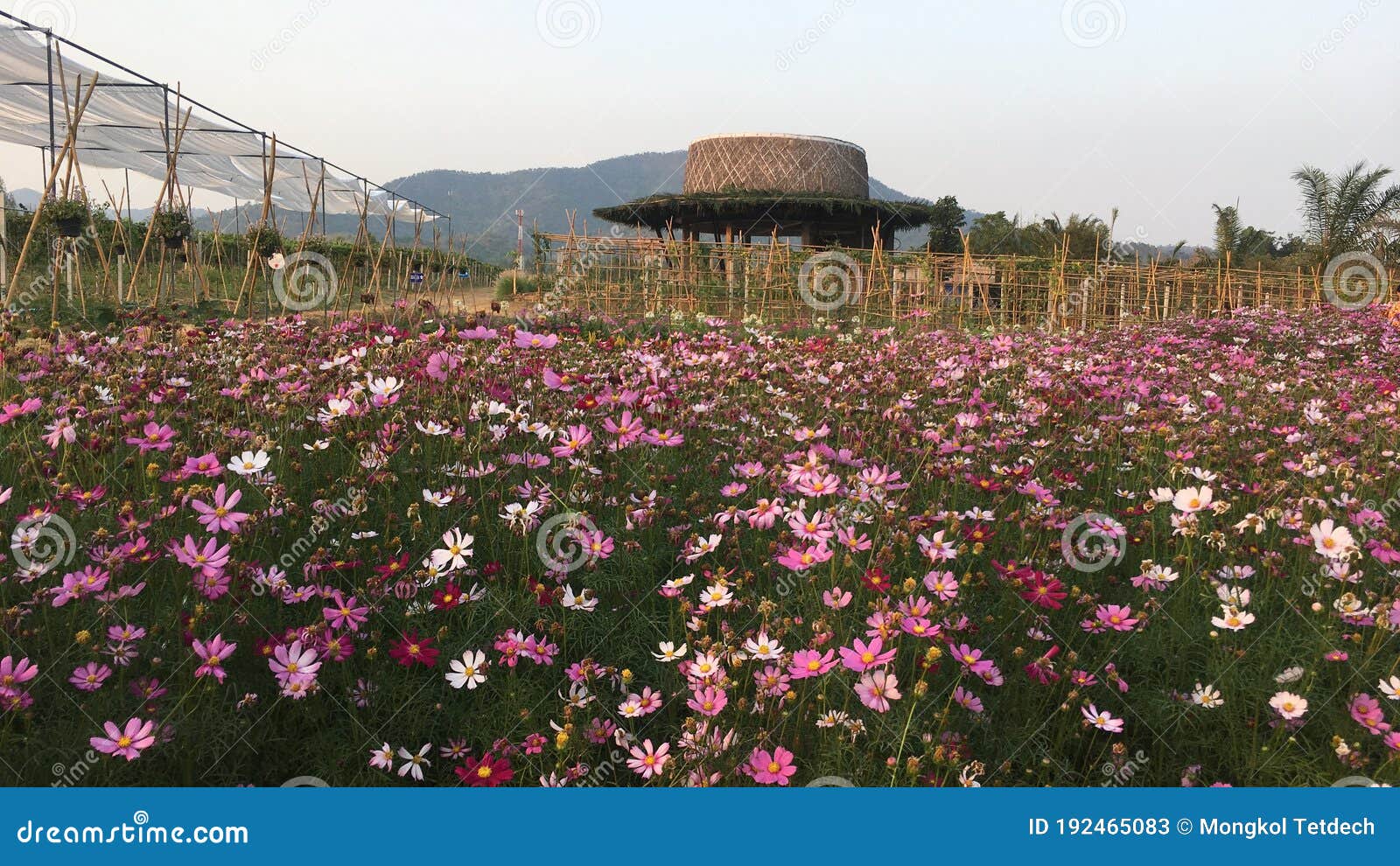 Flowers pink stock image. Image of flowers, flower, pink - 192465083