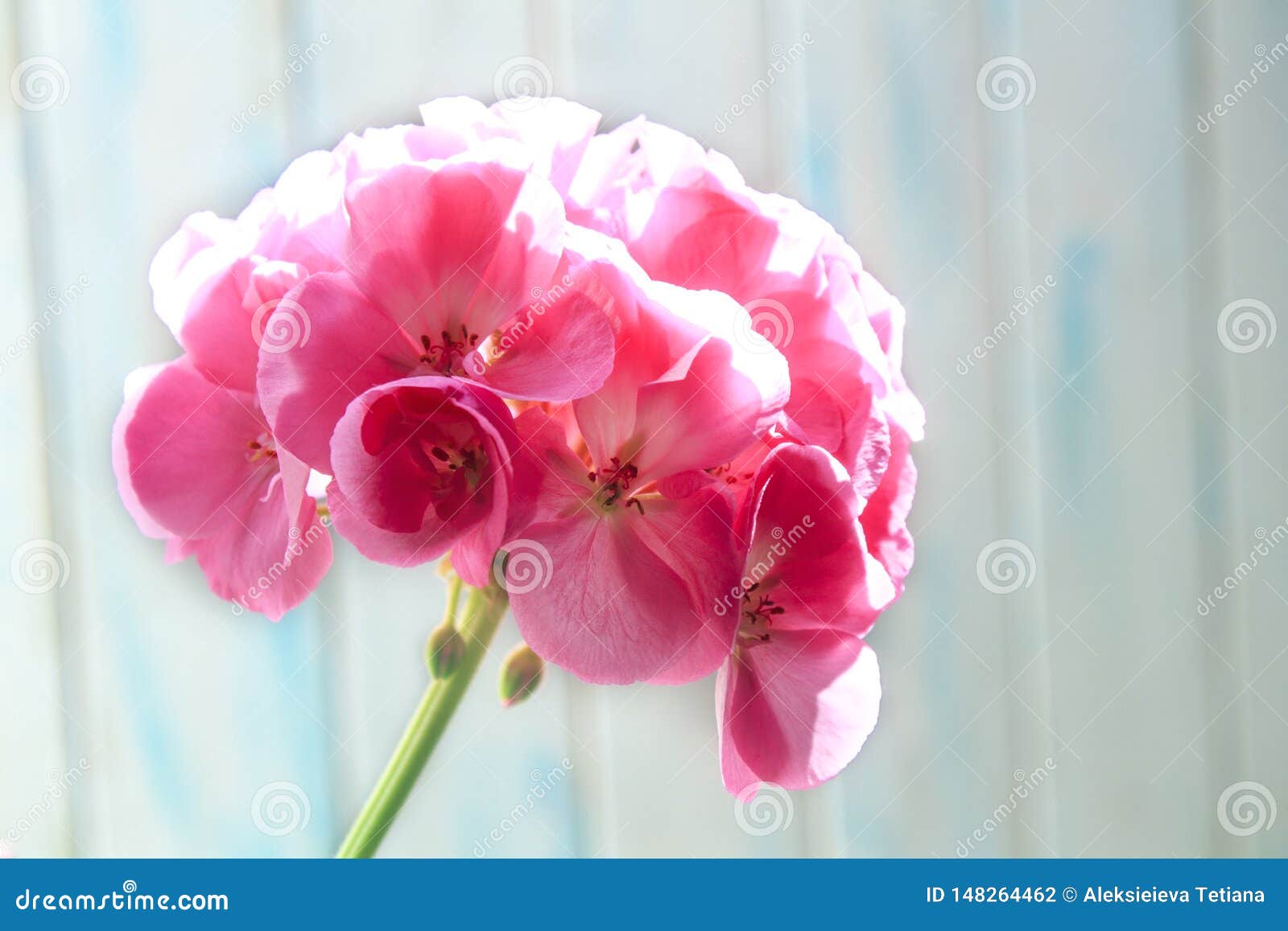 Flowers Pink Geranium Close Up. Home Pink Geranium Stock Photo - Image ...