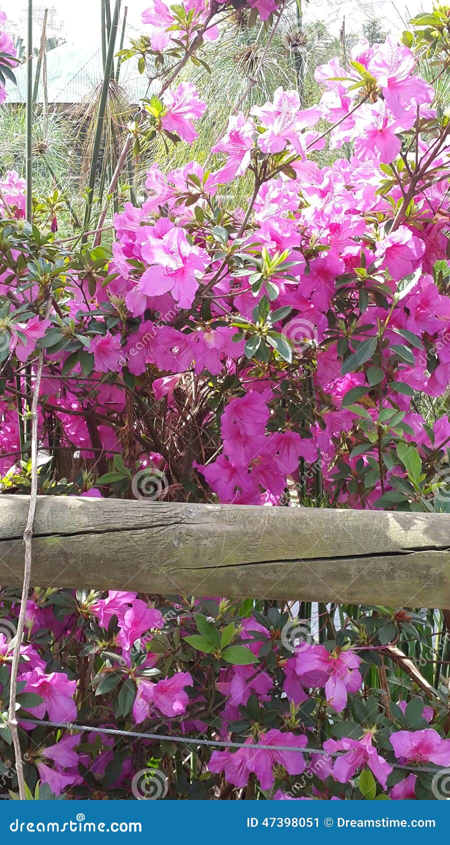 Flowers stock image. Image of pink, hedge, bird, flowers - 47398051