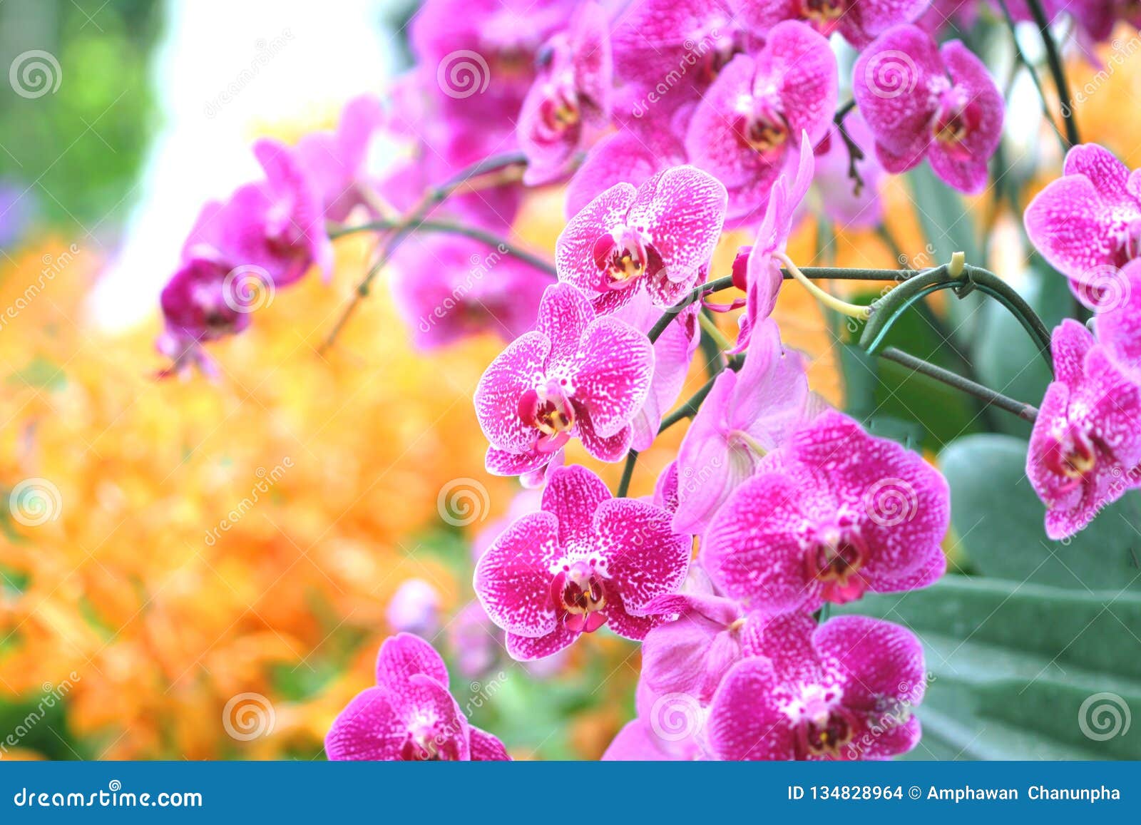 Flowers Pink Orchid Genus Vanda,group Stock Photo - Image of clear ...