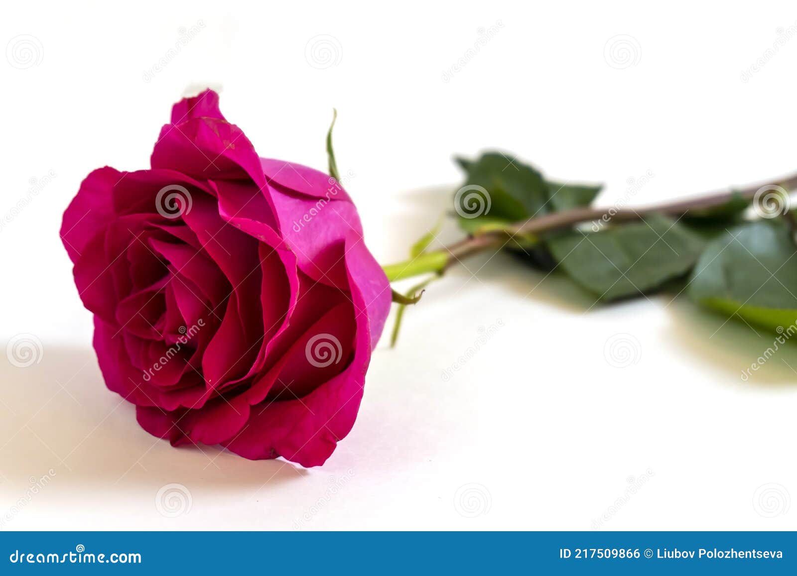 Flowers Pink Roses on a White Background Stock Photo - Image of flora ...
