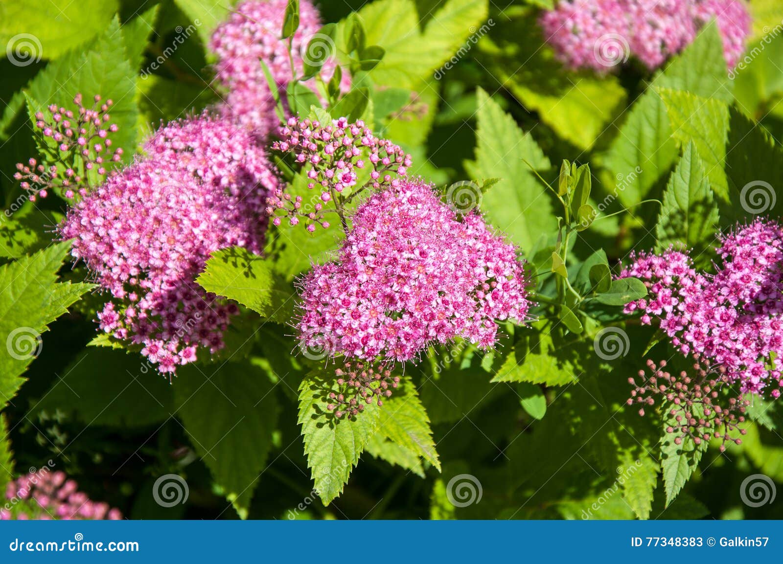 Flowers pink spirea stock image. Image of branch, abloom - 77348383