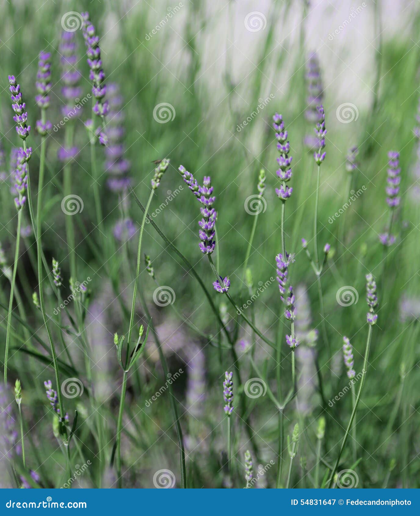 Flowers and Plant of Lavender in Spring Stock Image - Image of lavanda ...