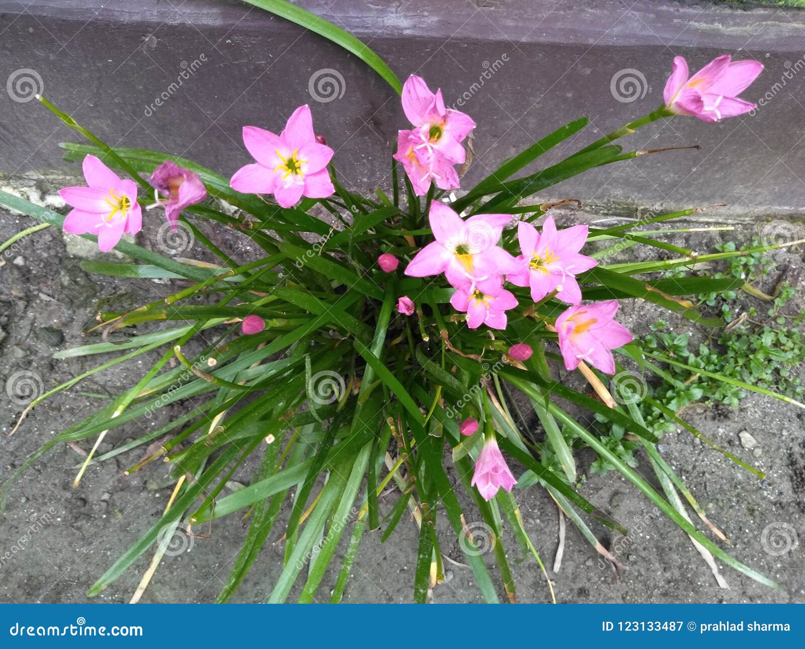 Chamki stock image. Image of collection, plants, natures - 123133487