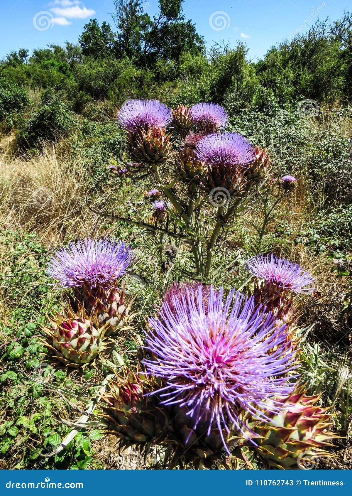Flowers and Plants in Chile Stock Image - Image of chile, flowers ...