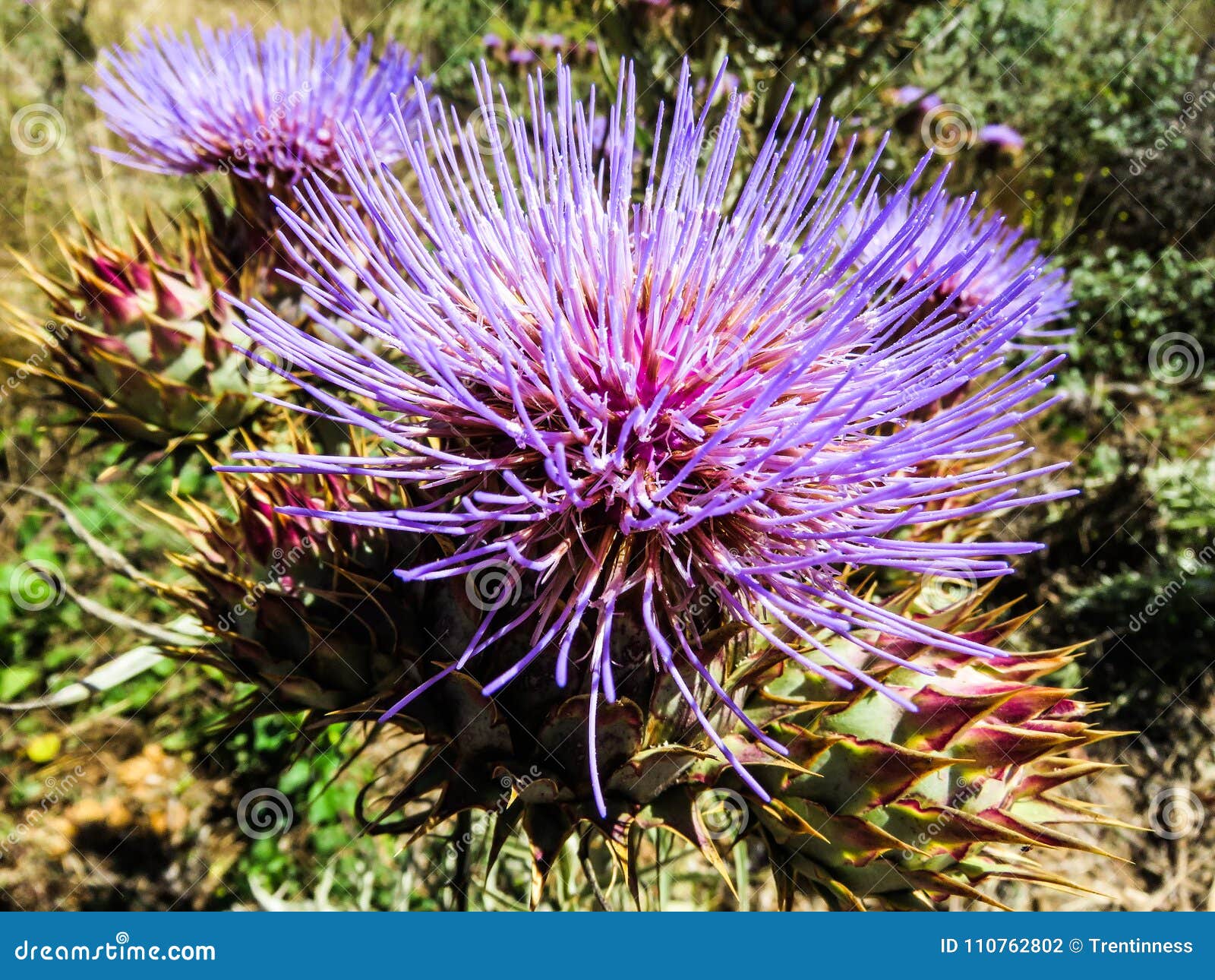 Flowers and Plants in Chile Stock Photo - Image of beautiful, plants ...
