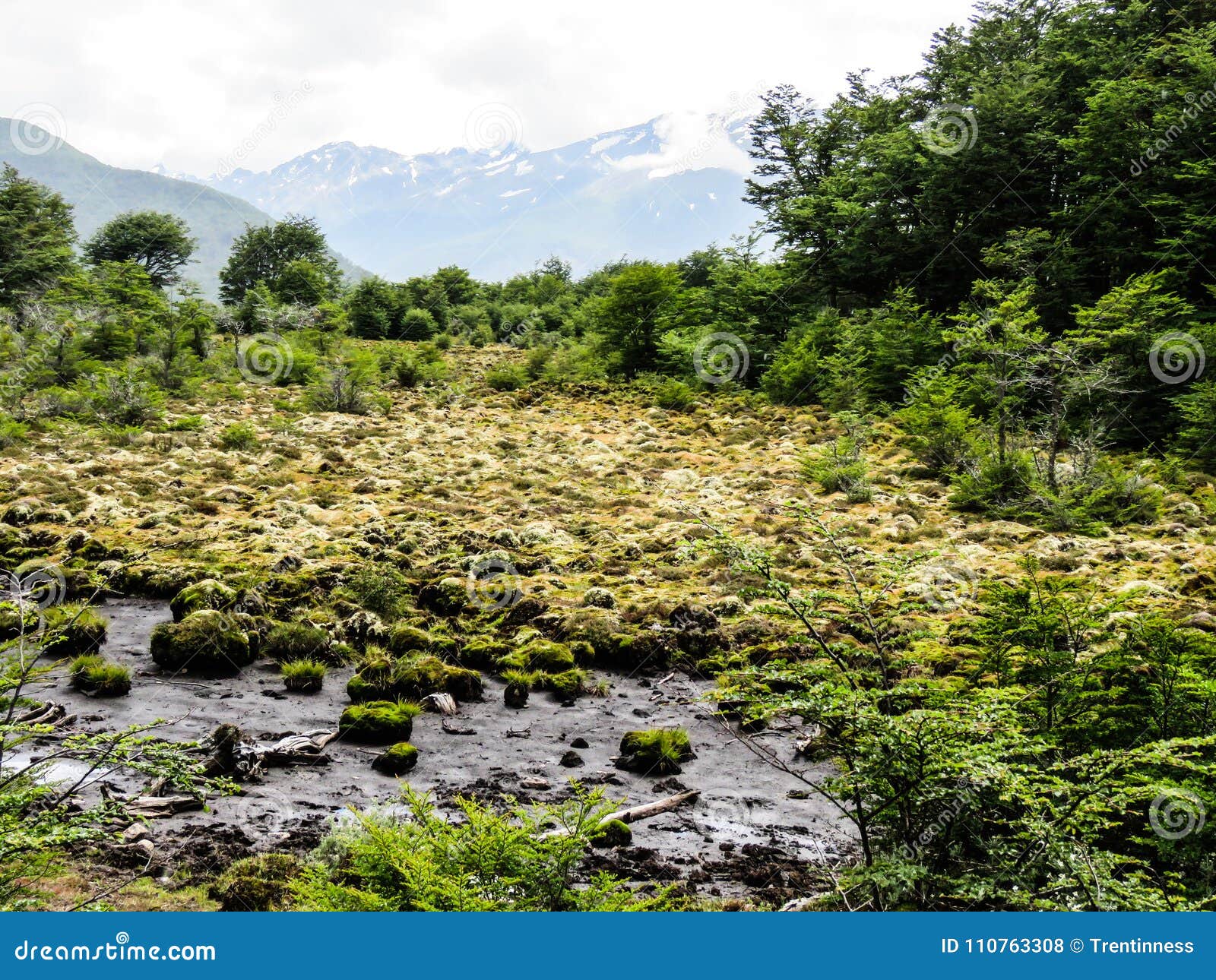 Flowers and Plants in Chile Stock Photo - Image of bush, wildlife ...