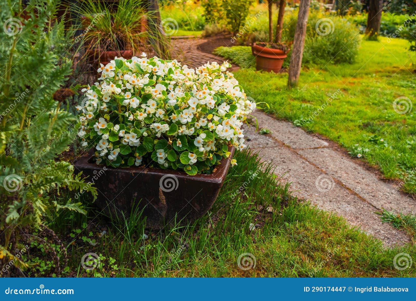 Flowers and Plants in a Pot with Small Path Stock Image - Image of ...