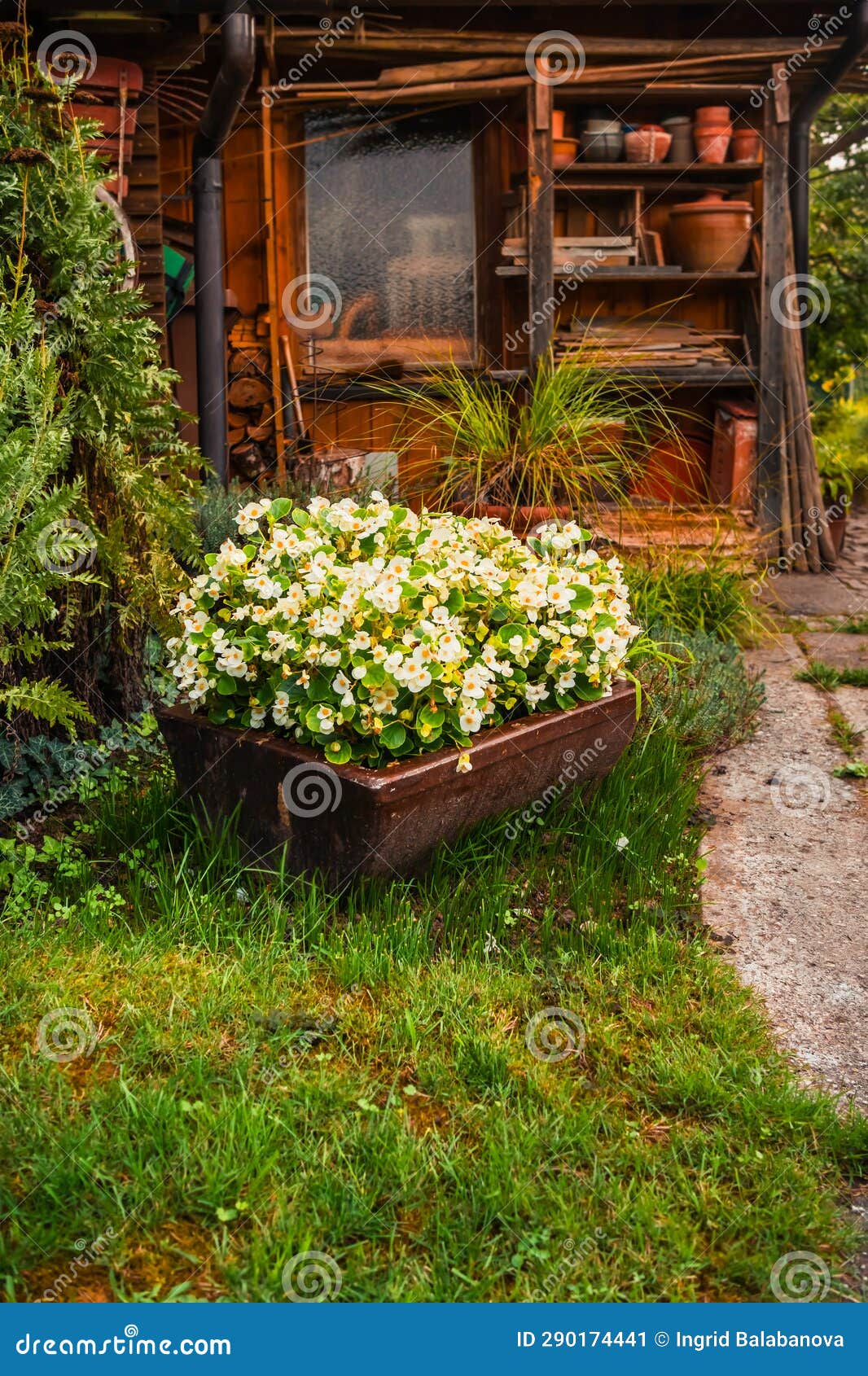 Flowers and Plants in a Pot with Small Path Stock Image - Image of fern ...