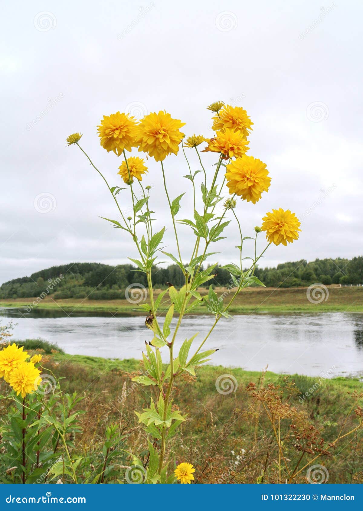 Plants on the river bank stock photo. Image of sunlight - 101322230