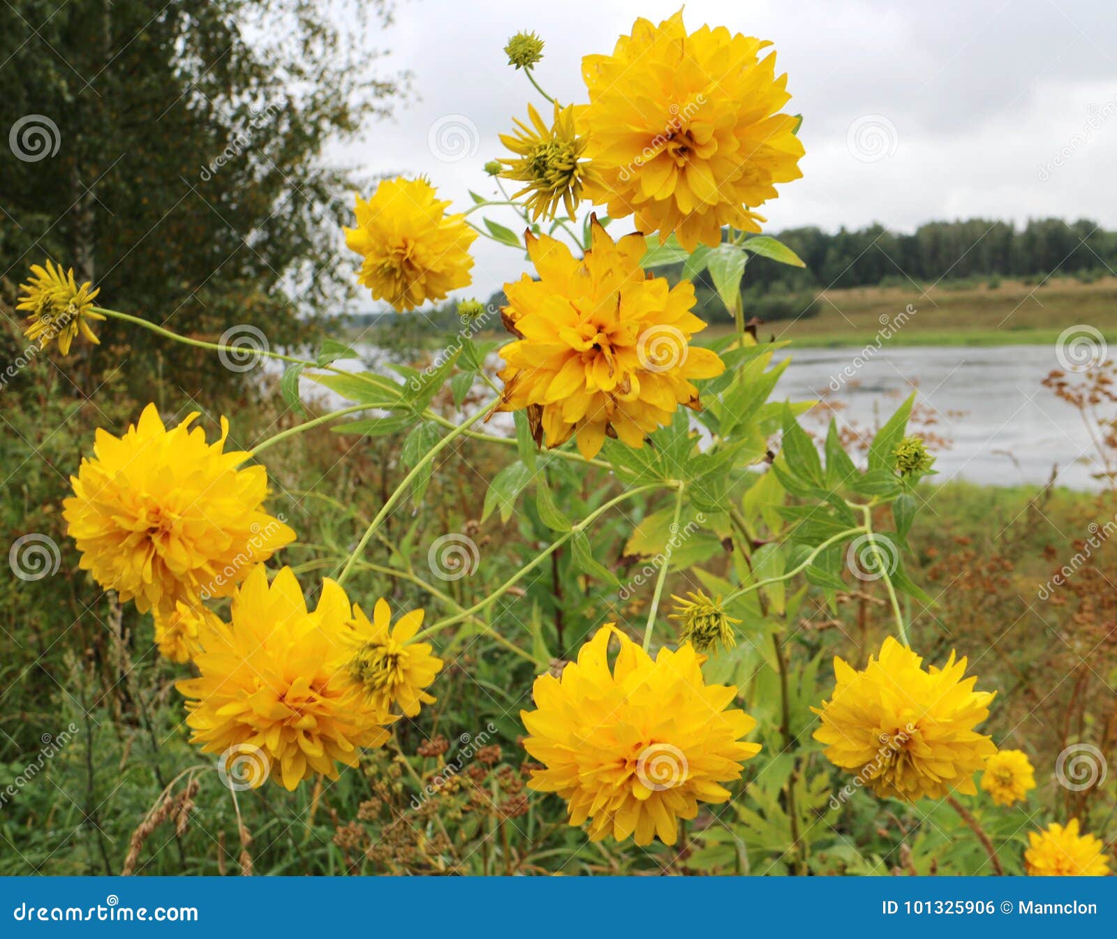 Plants on the river bank stock photo. Image of river - 101325906