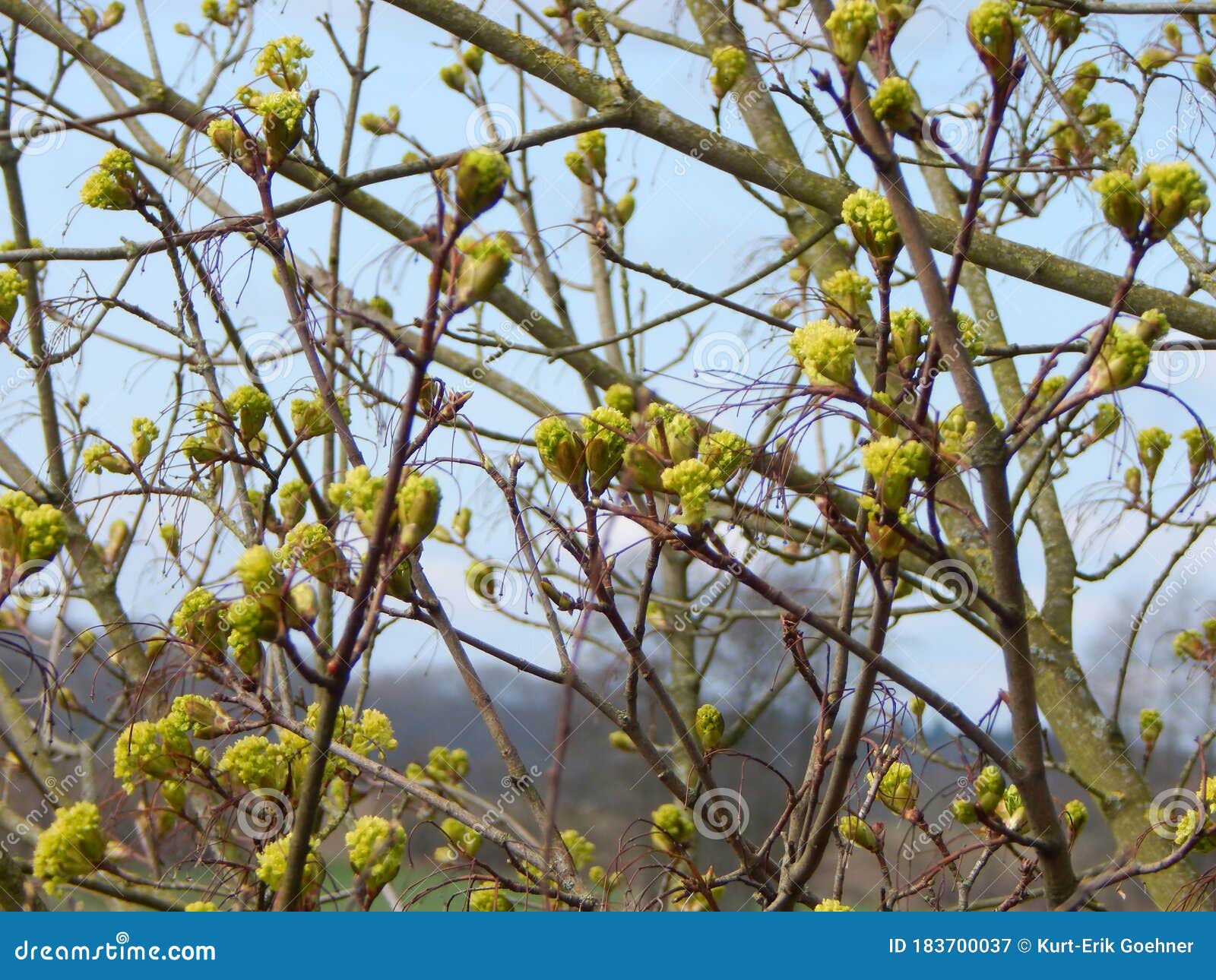 Flowers / Plants in Spring stock image. Image of nature - 183700037