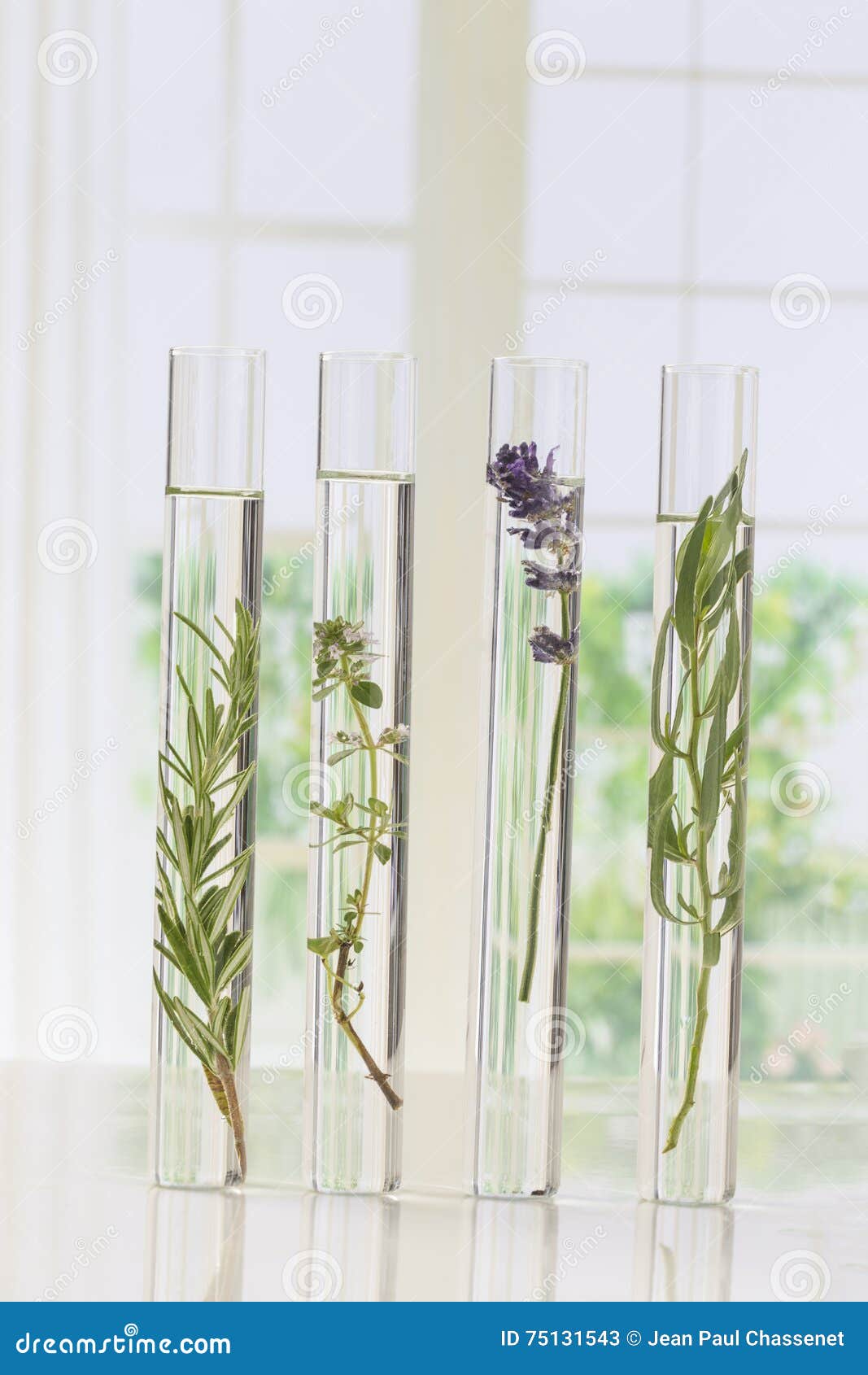 Flowers and Plants in Test Tubes Stock Image - Image of health ...