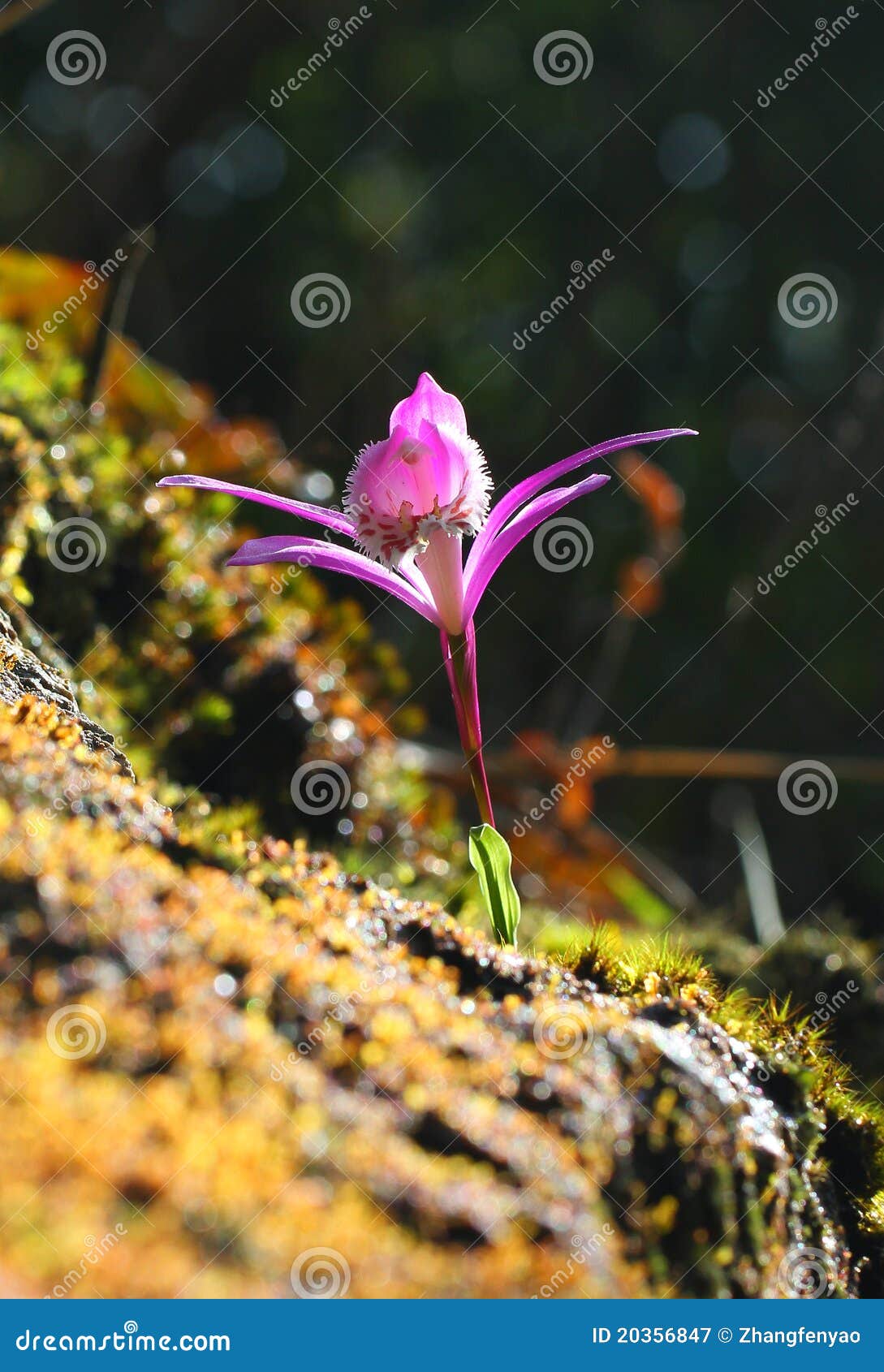 Pleione Formosana Orchidaceae Stock Photos - Free & Royalty-Free Stock ...