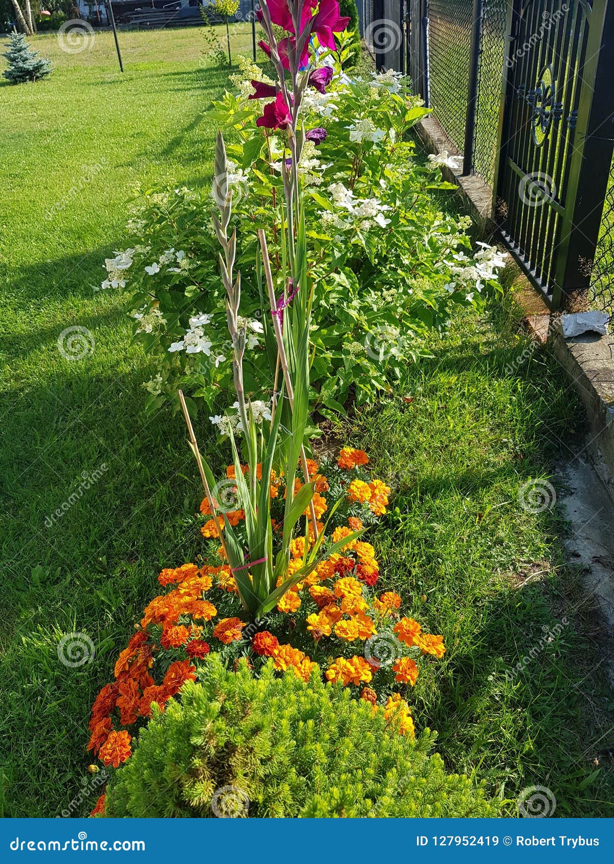 Flowers on the plot stock image. Image of colourful - 127952419