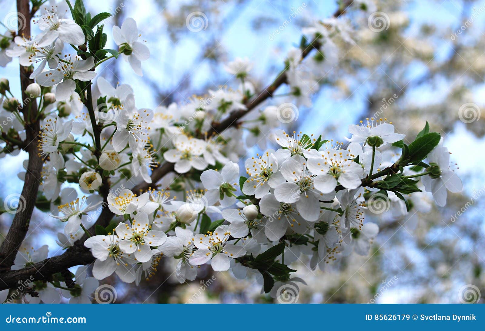 Flowers of plum stock image. Image of plum, trees, spring - 85626179