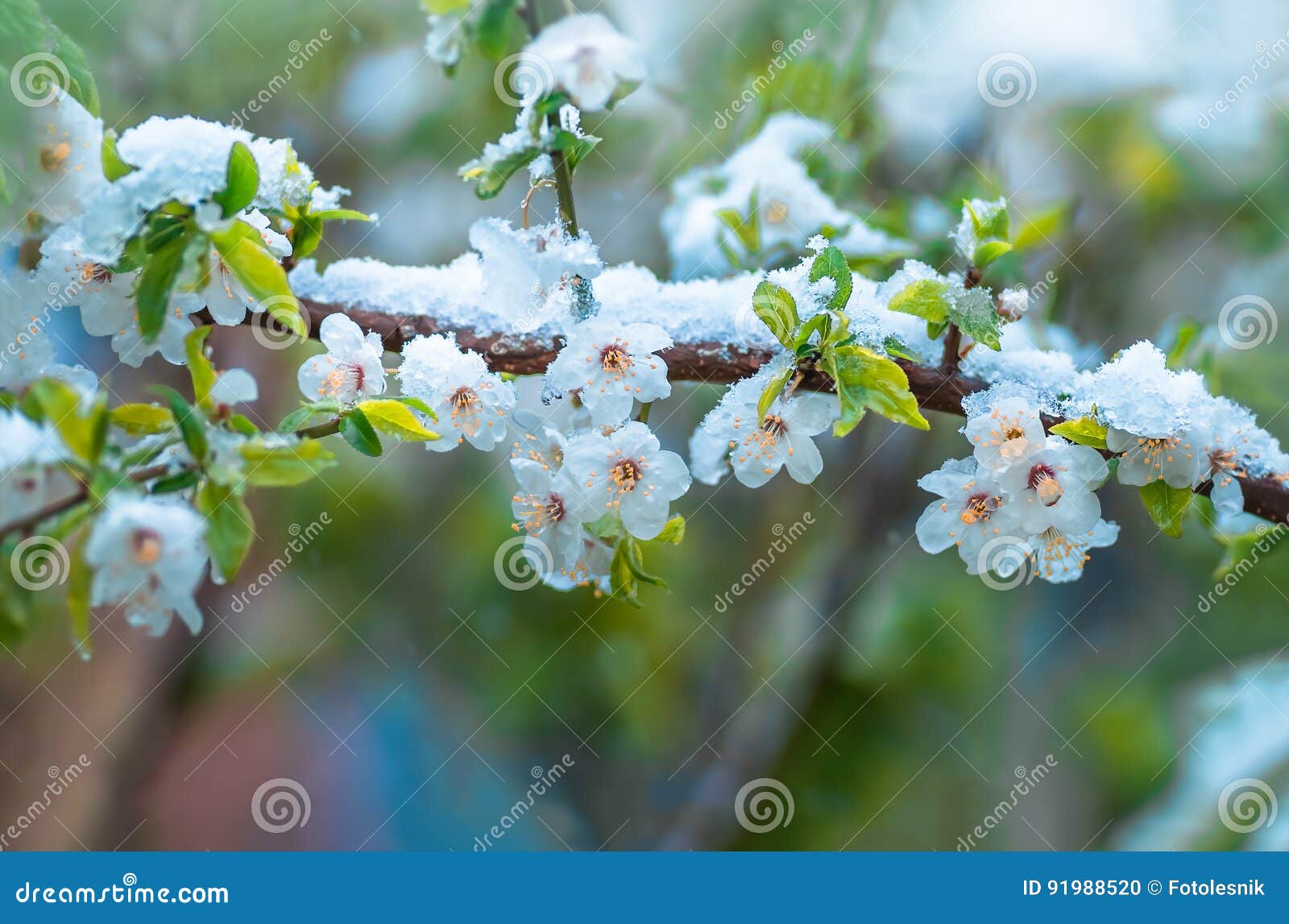 Flowers Plum Tree in Spring Covered Last Snow Stock Photo - Image of ...