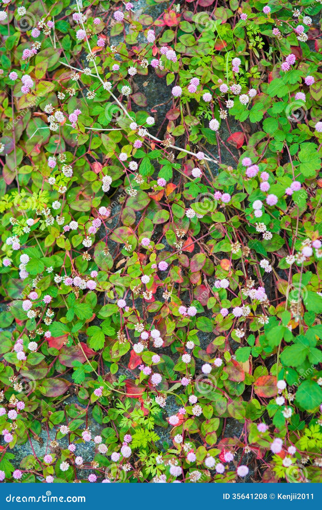 Flowers of polygonum stock photo. Image of flower, botanical - 35641208