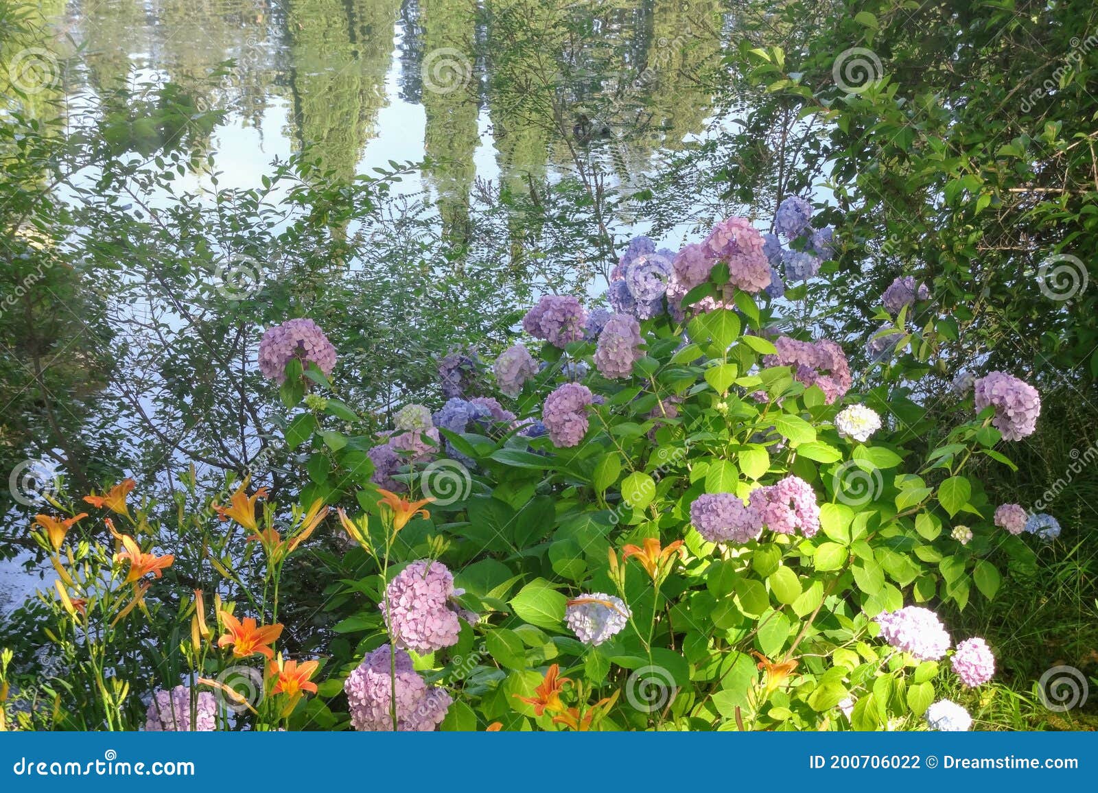 Flowers on the pond stock photo. Image of tree, lawn - 200706022