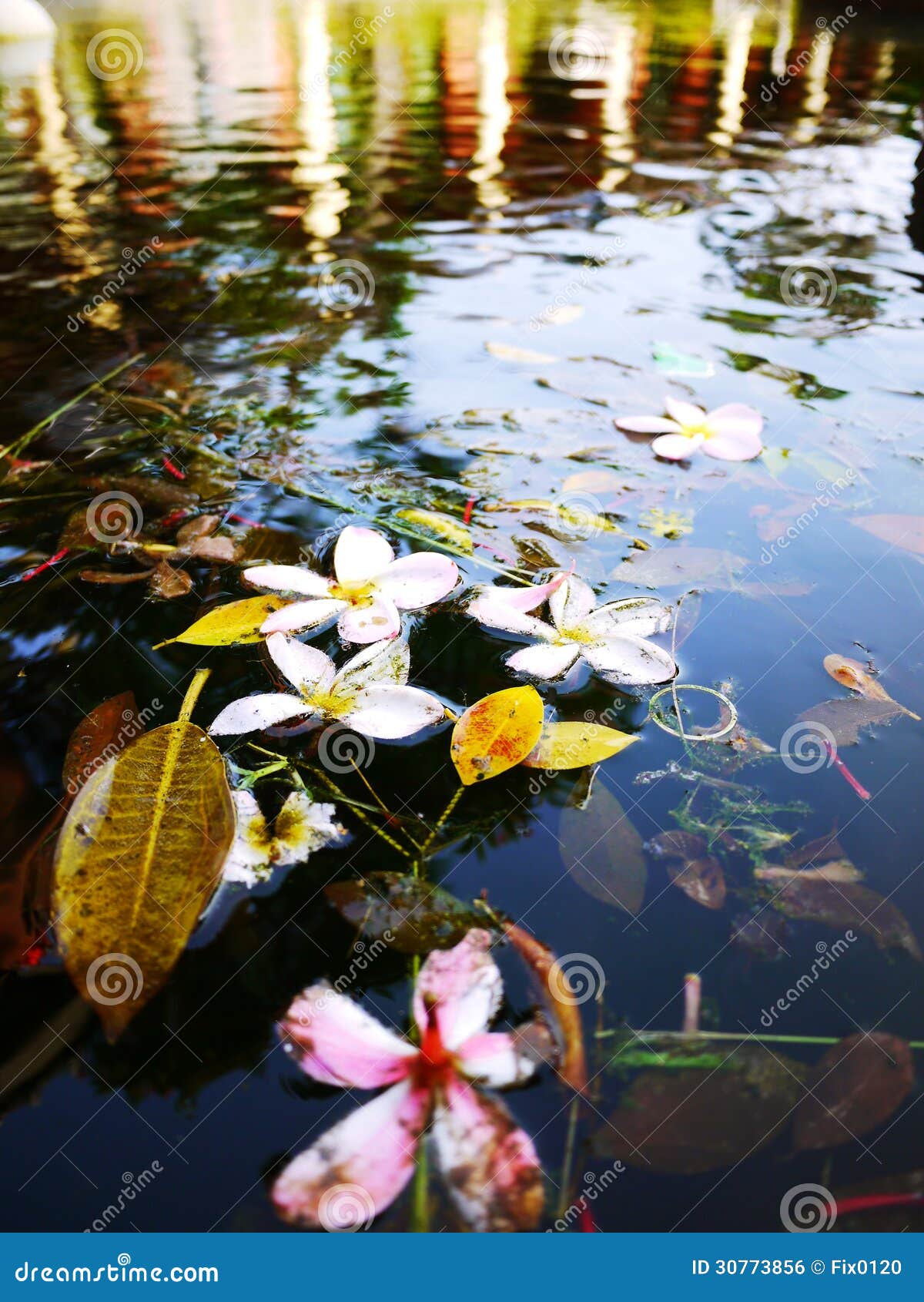 Flowers in the Pool on the Water Stock Photo - Image of beauty, nature ...