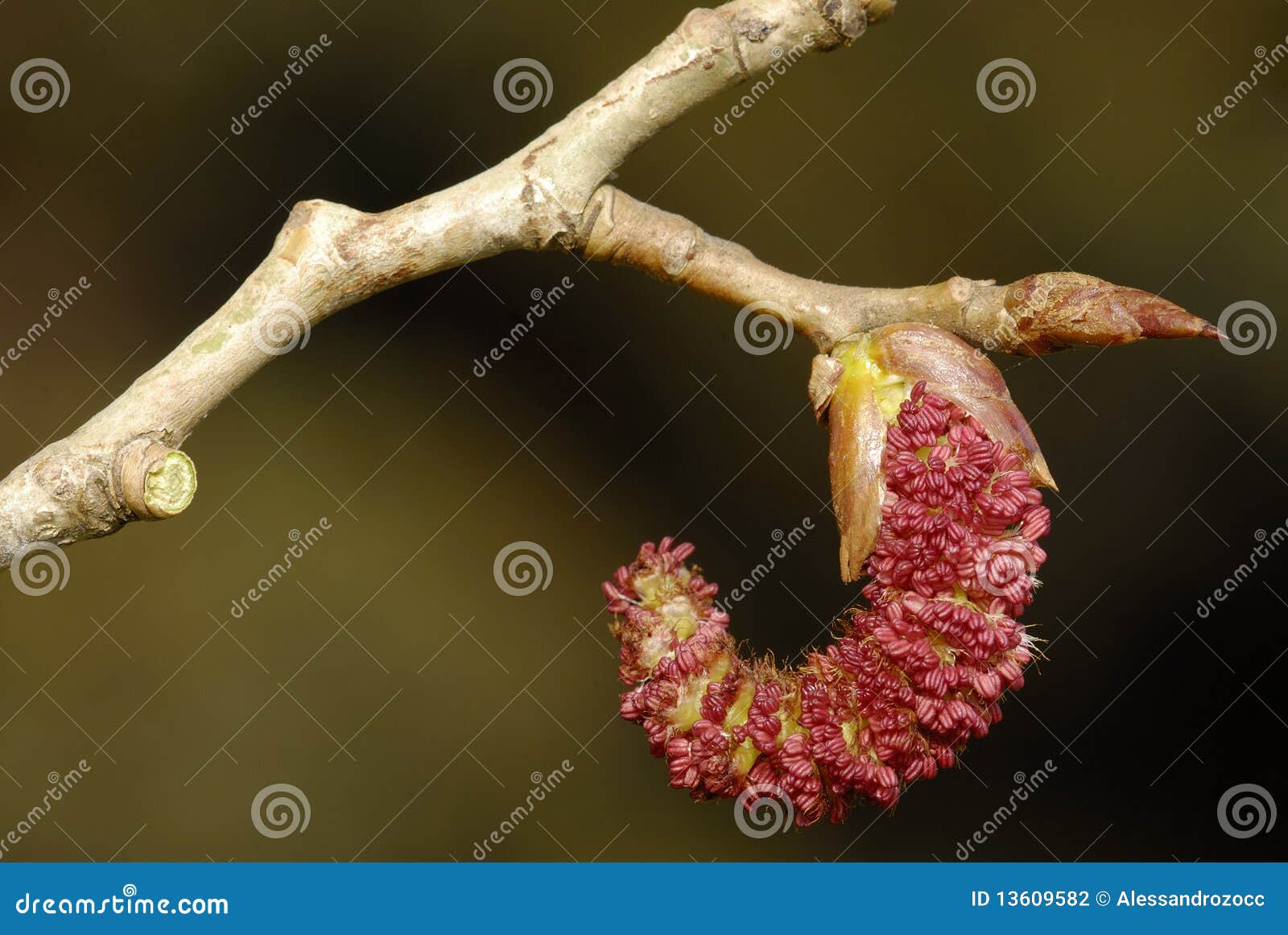 Flowers of the poplar tree stock photo. Image of reproduction - 13609582