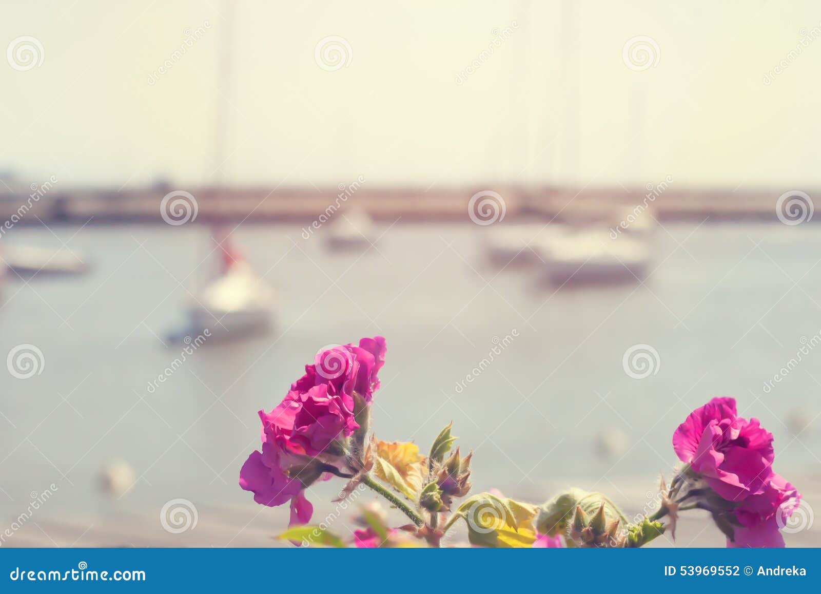 Flowers in the port stock photo. Image of portn, chic - 53969552