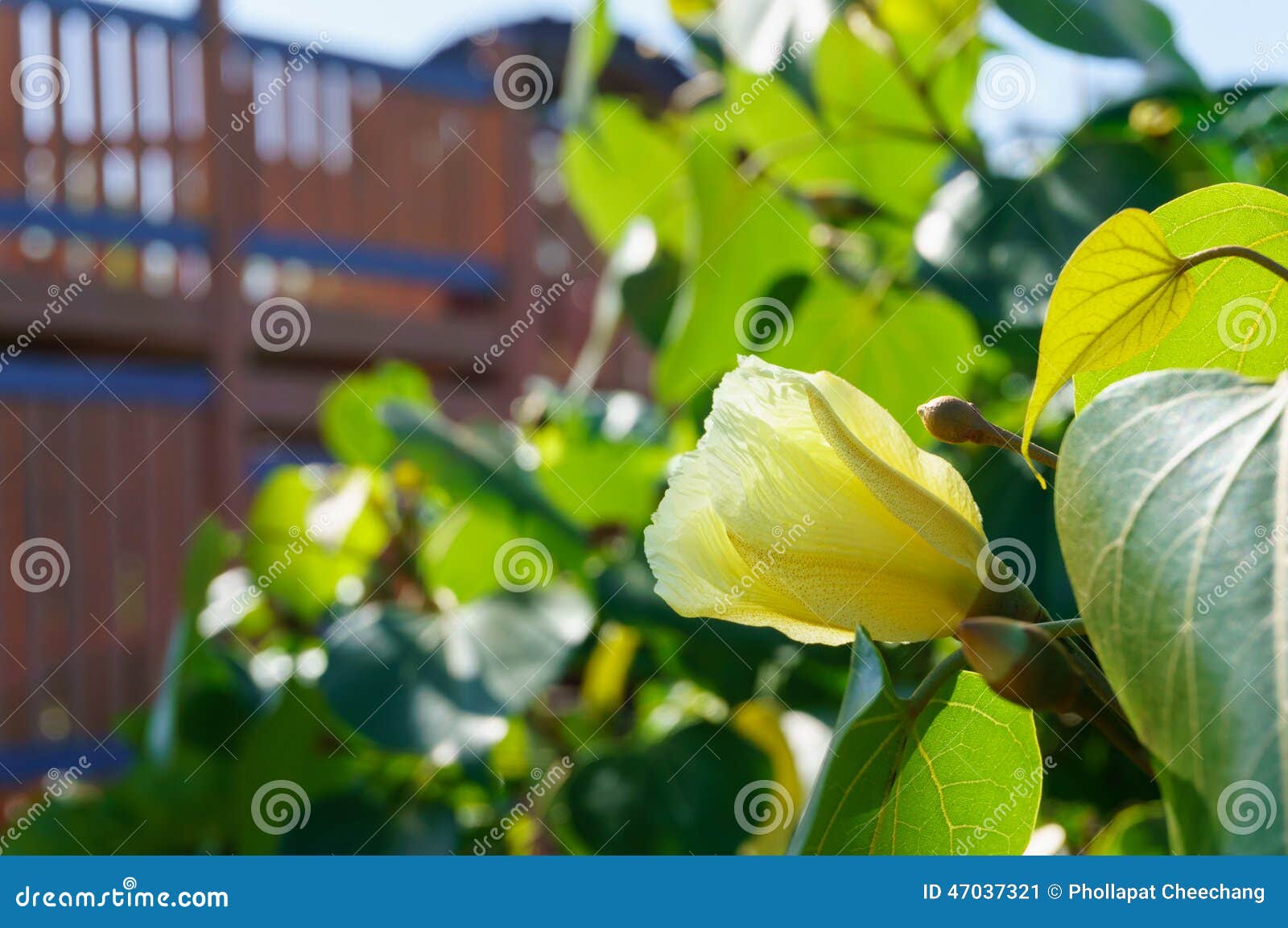 Flowers of Portia tree stock image. Image of magnoliophyta - 47037321