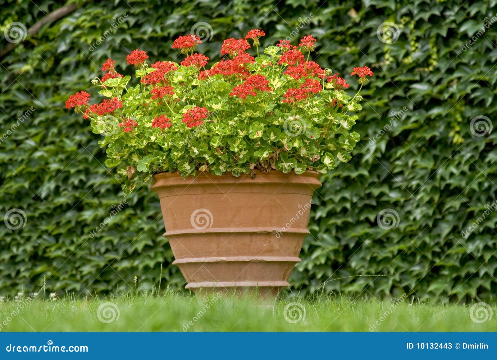 Flowers in pot stock image. Image of garden, foliage - 10132443