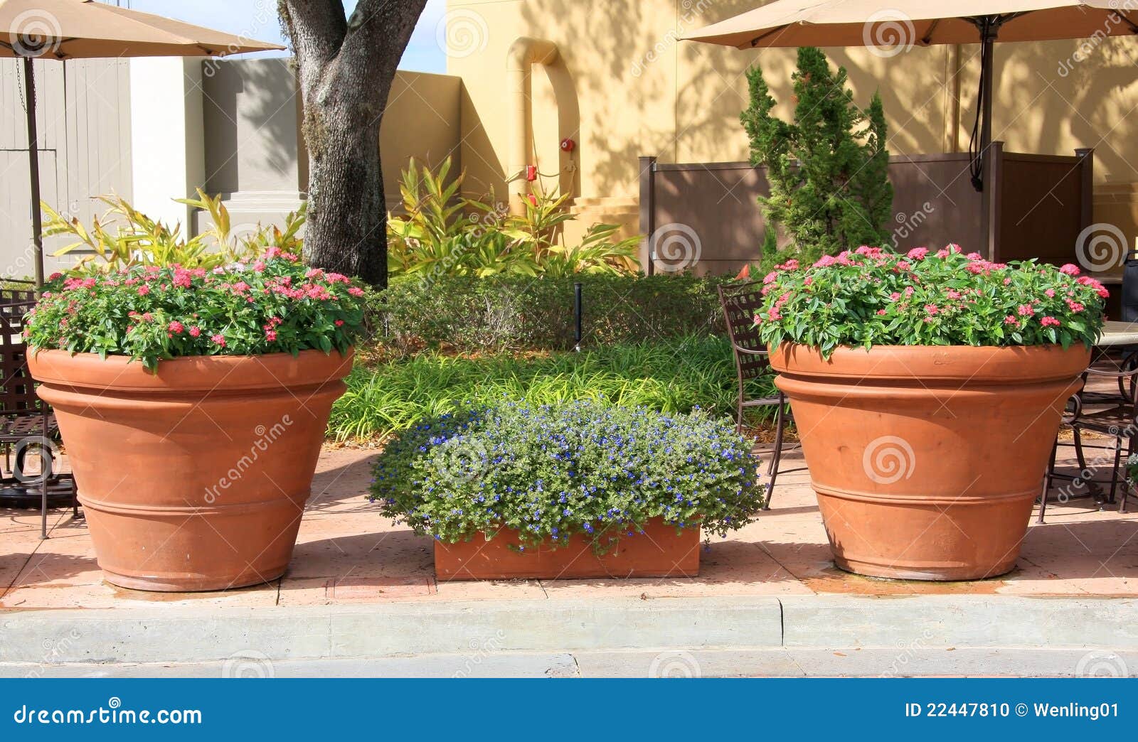 Flowers in the pot stock photo. Image of grow, blooms - 22447810
