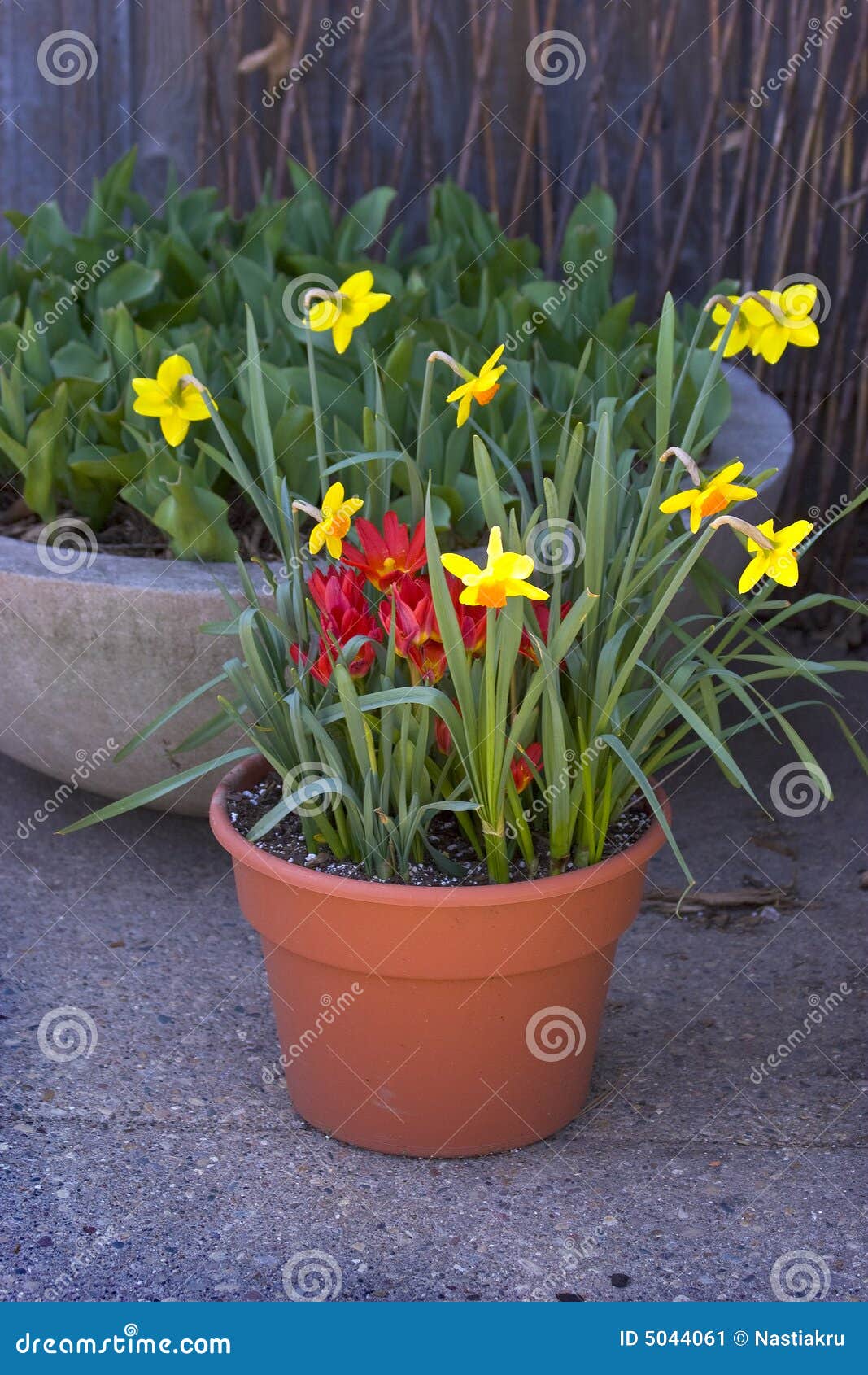 Flowers in a pot stock image. Image of garden, decoration - 5044061