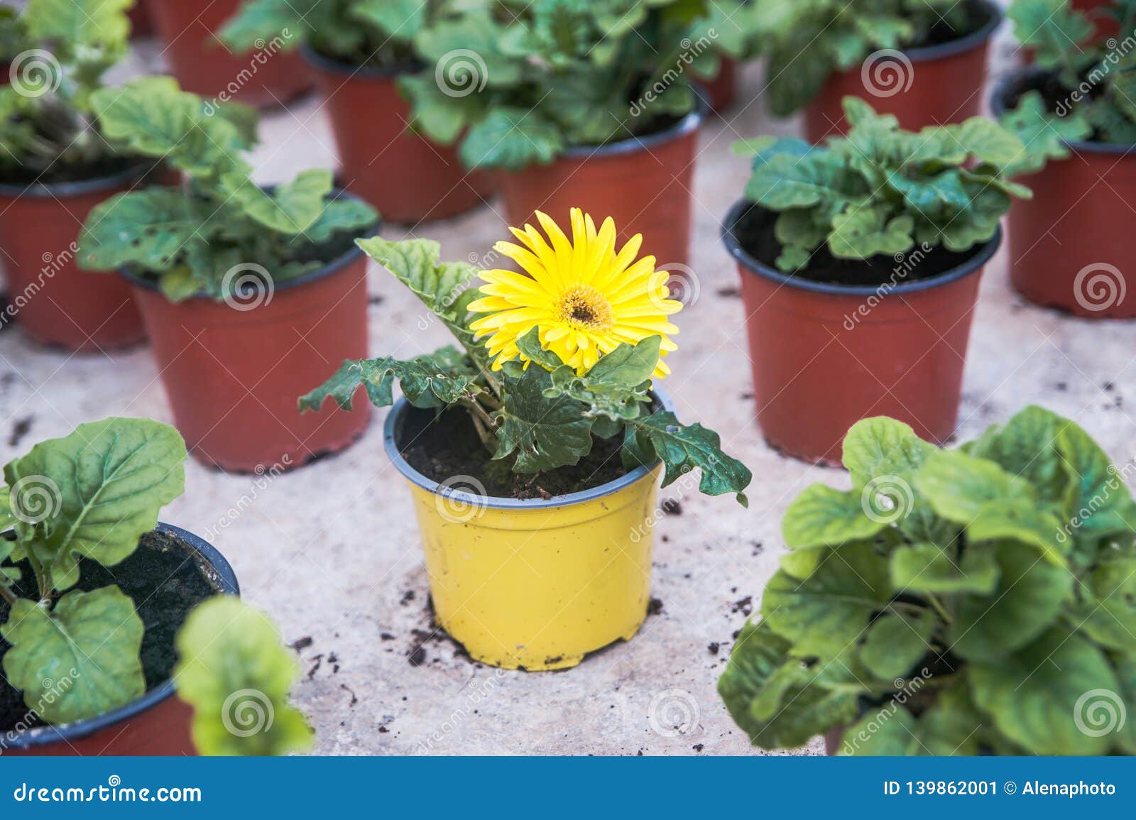 Spring flowers in a pots. stock image. Image of floral - 139862001