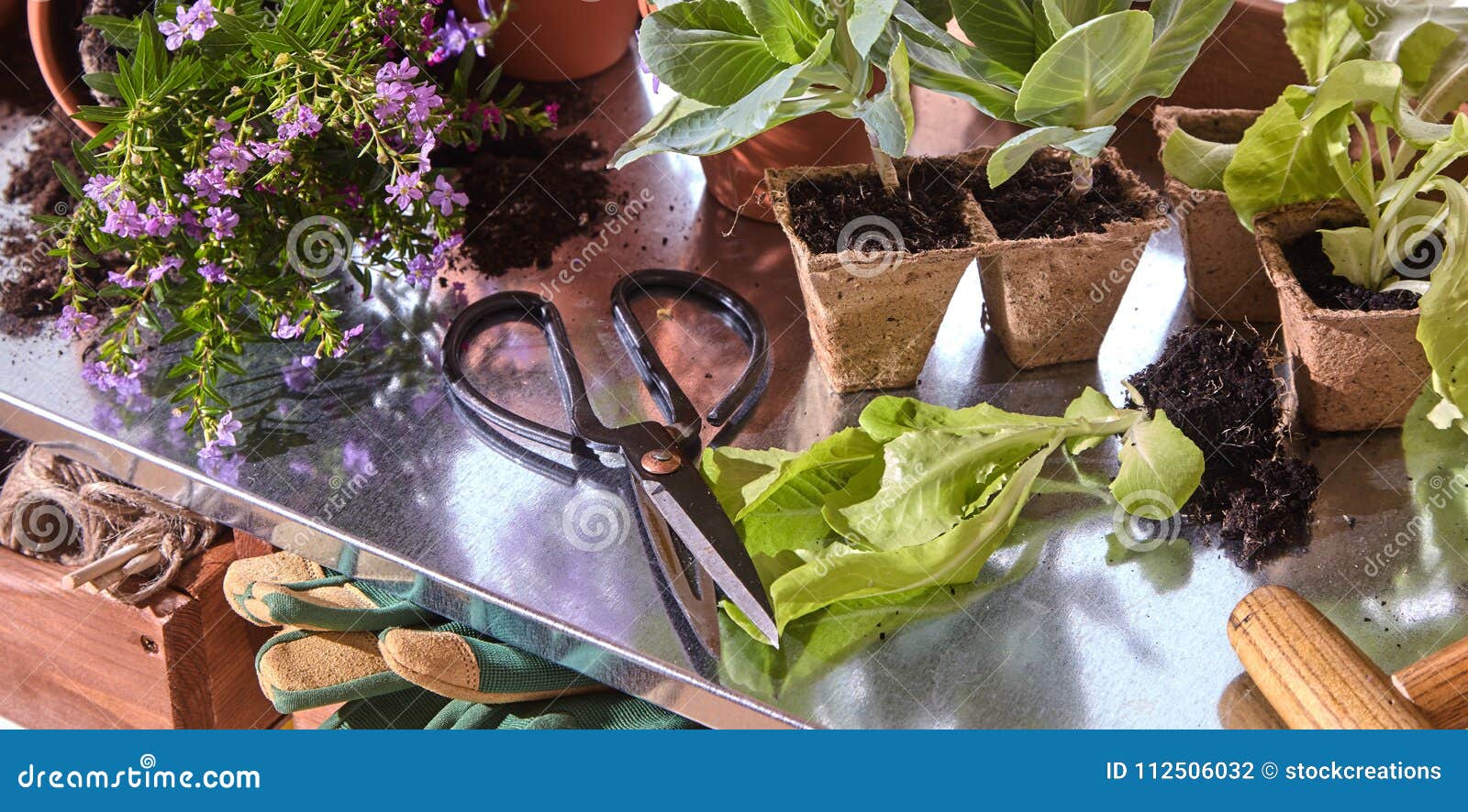 Flowers in Pots with Scissors on Shelf Stock Photo - Image of planting ...