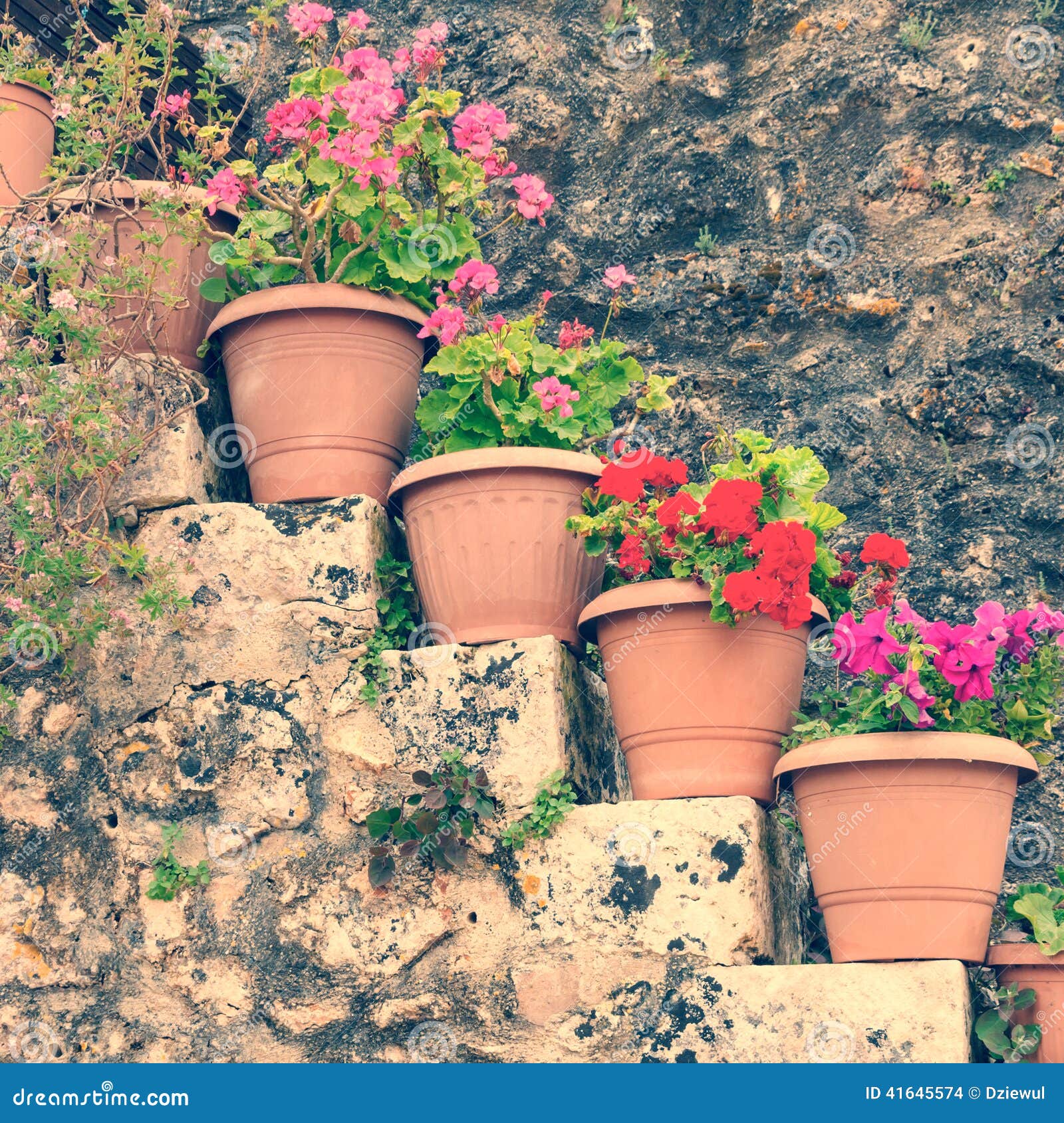Flowers in the pots stock photo. Image of geranium, outdoor - 41645574