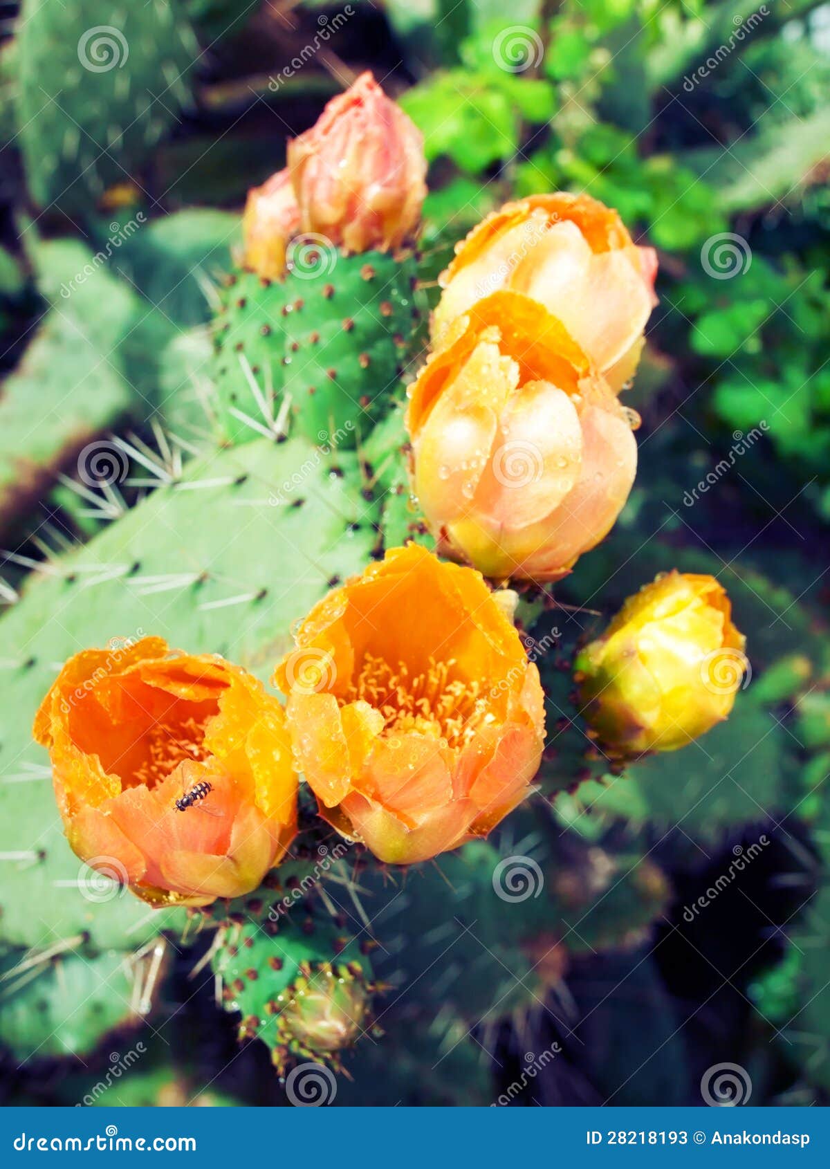 Flowers of Prickly Pear Plant (cactus) or Paddle after Rain Stock Image ...