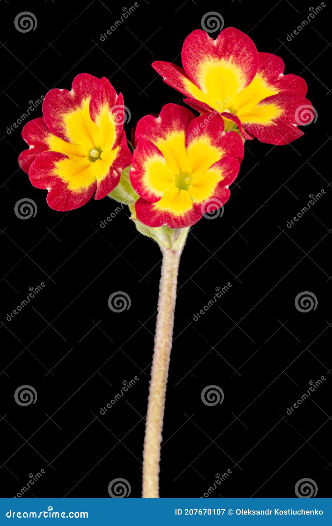Flowers of Primrose, Isolated on Black Background Stock Image - Image ...