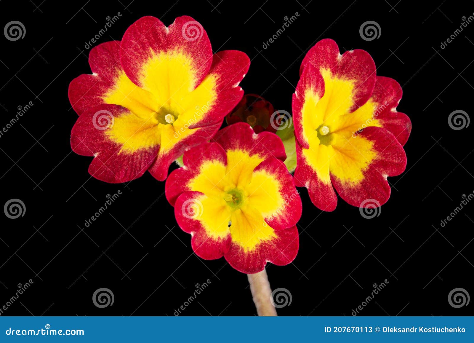 Flowers of Primrose, Isolated on Black Background Stock Image - Image ...