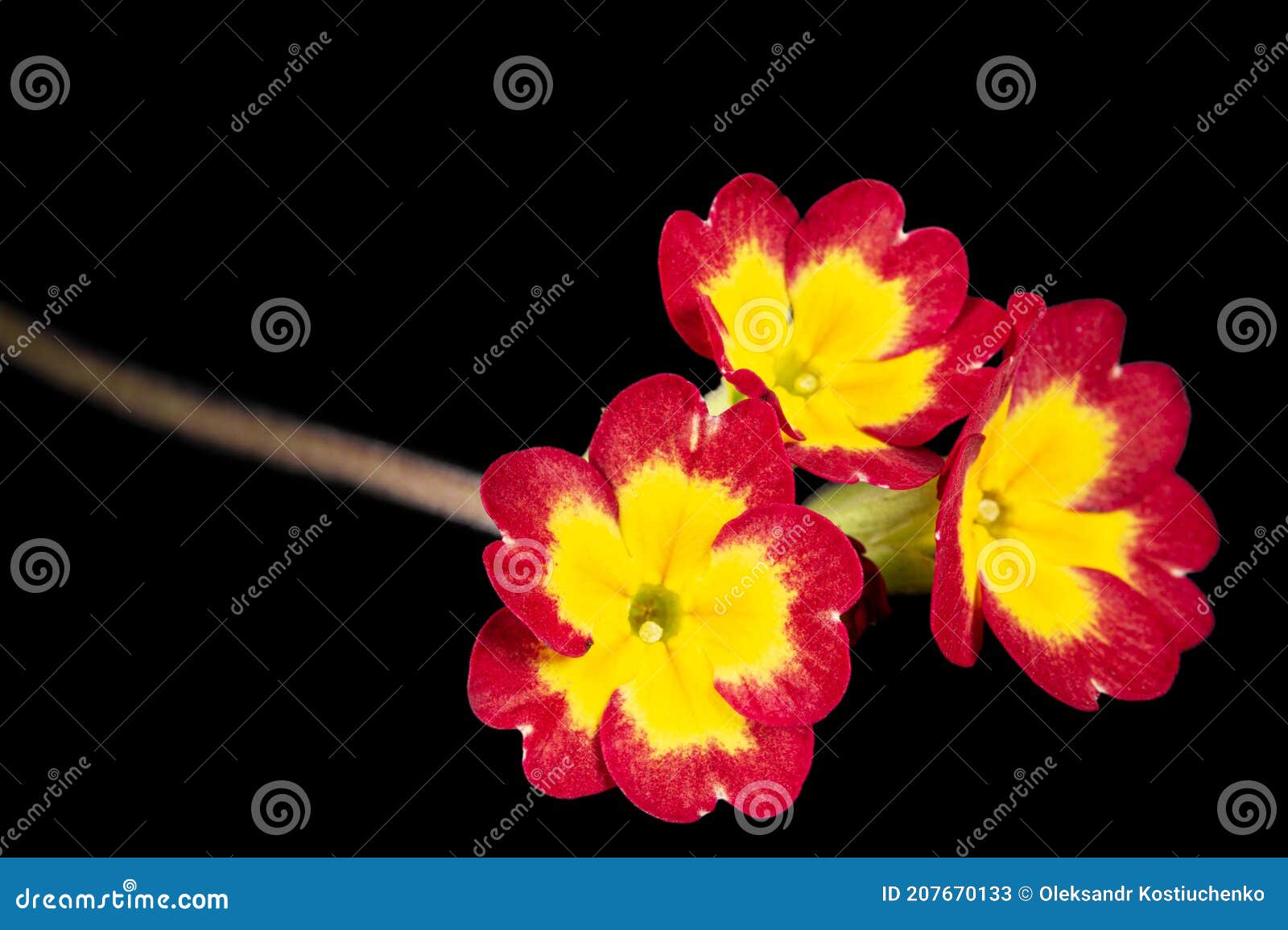 Flowers of Primrose, Isolated on Black Background Stock Image - Image ...