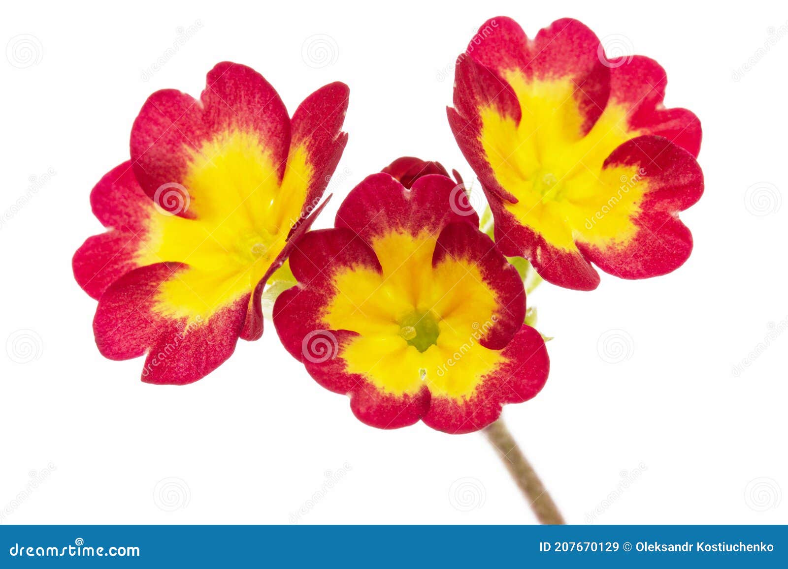 Flowers of Primrose, Isolated on White Background Stock Image - Image ...