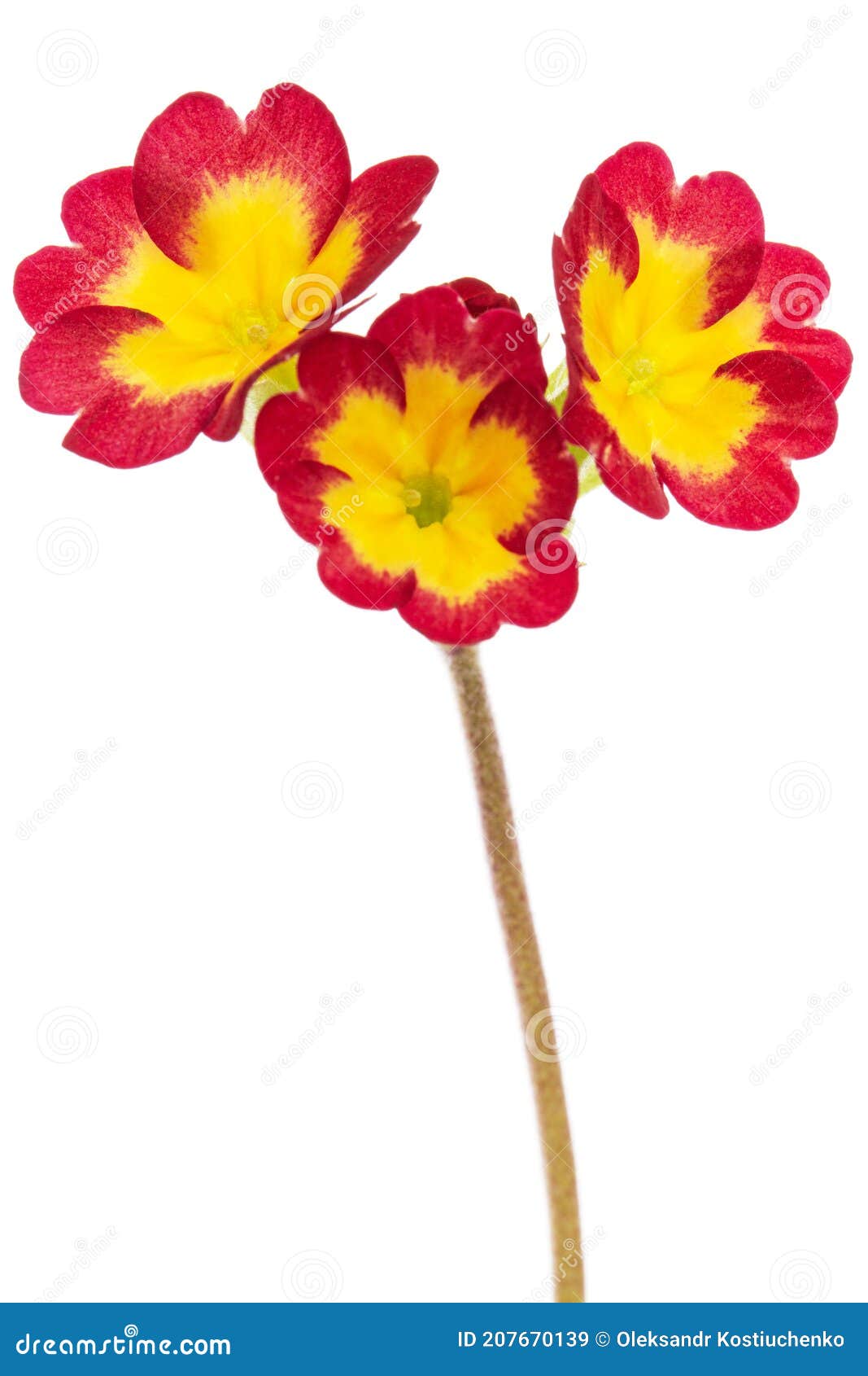 Flowers of Primrose, Isolated on White Background Stock Image - Image ...