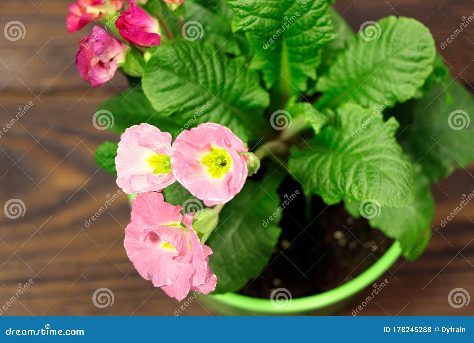 Flowers. Primula Mix D10 in a Pot on a Wooden Table Stock Photo - Image ...