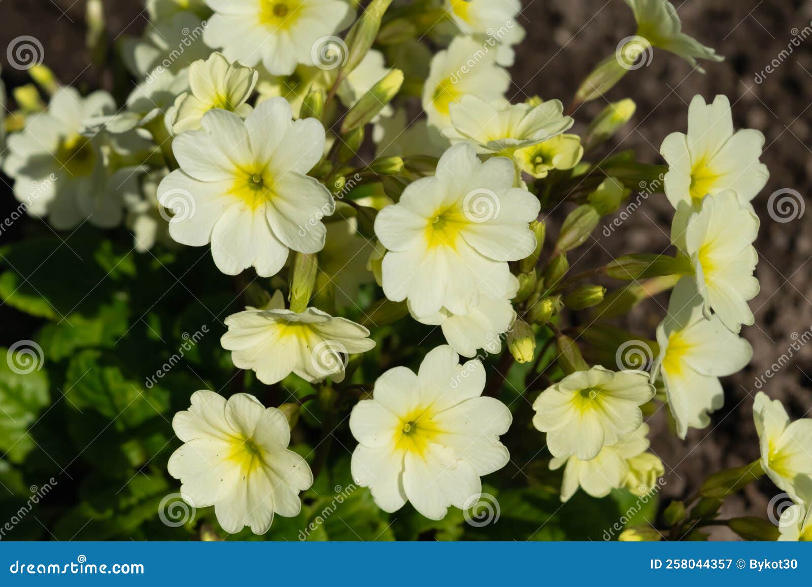 Yellow Flowers of Primula Vulgaris in the Garden, Close-up. Stock Image ...