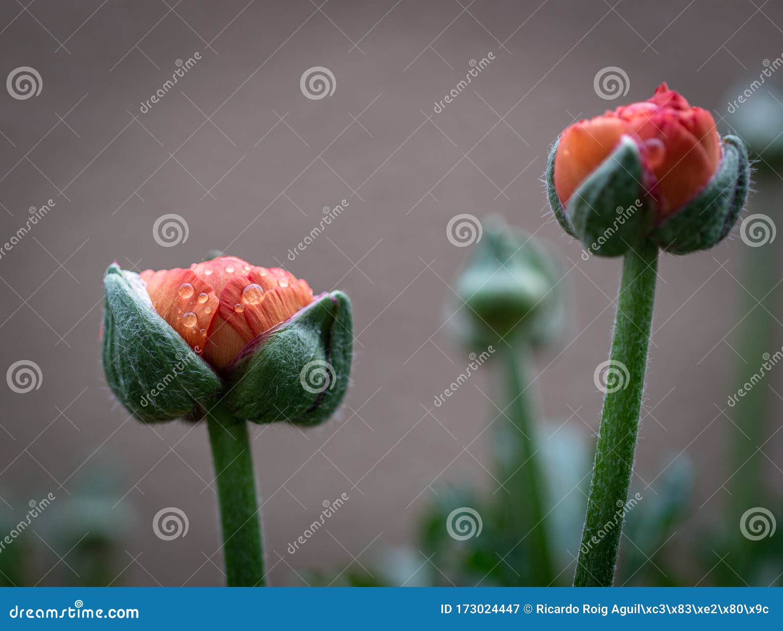 Flowers in the Process of Growing Stock Image - Image of flowers ...