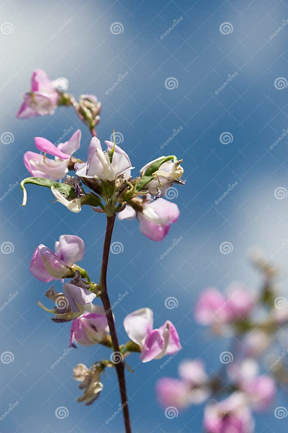 Flowers and promises stock photo. Image of beauty, striving - 10235024