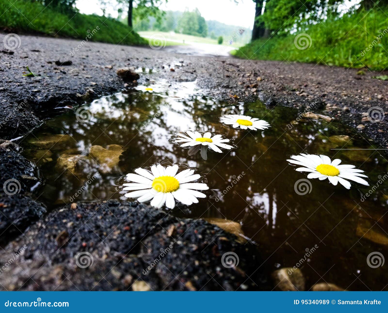 Flowers stock image. Image of time, summer, puddle, flowers - 95340989