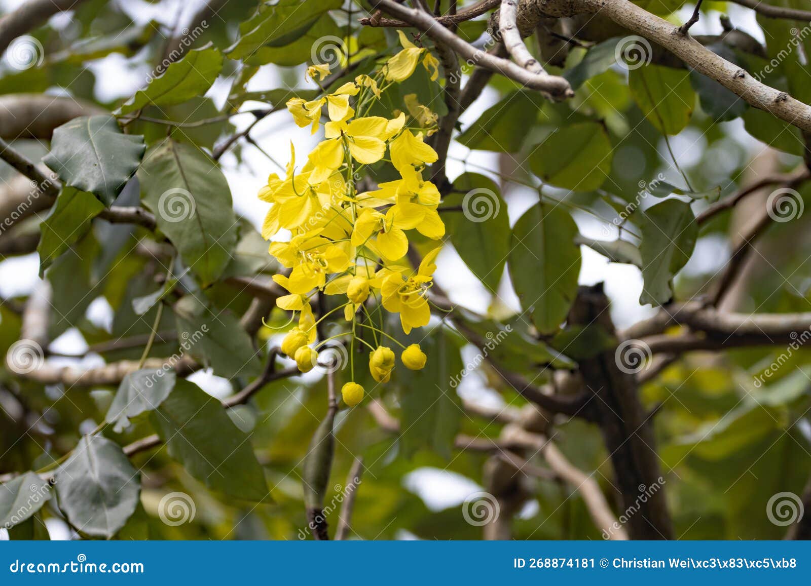 Flowers of a Purging Cassia, Cassia Fistula Stock Image - Image of ...
