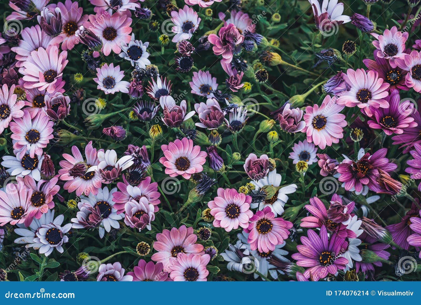 Flowers of Purple African Daisy Stock Photo - Image of beauty ... Flowers of Purple African Daisy Stock Photo - Image of beauty ...